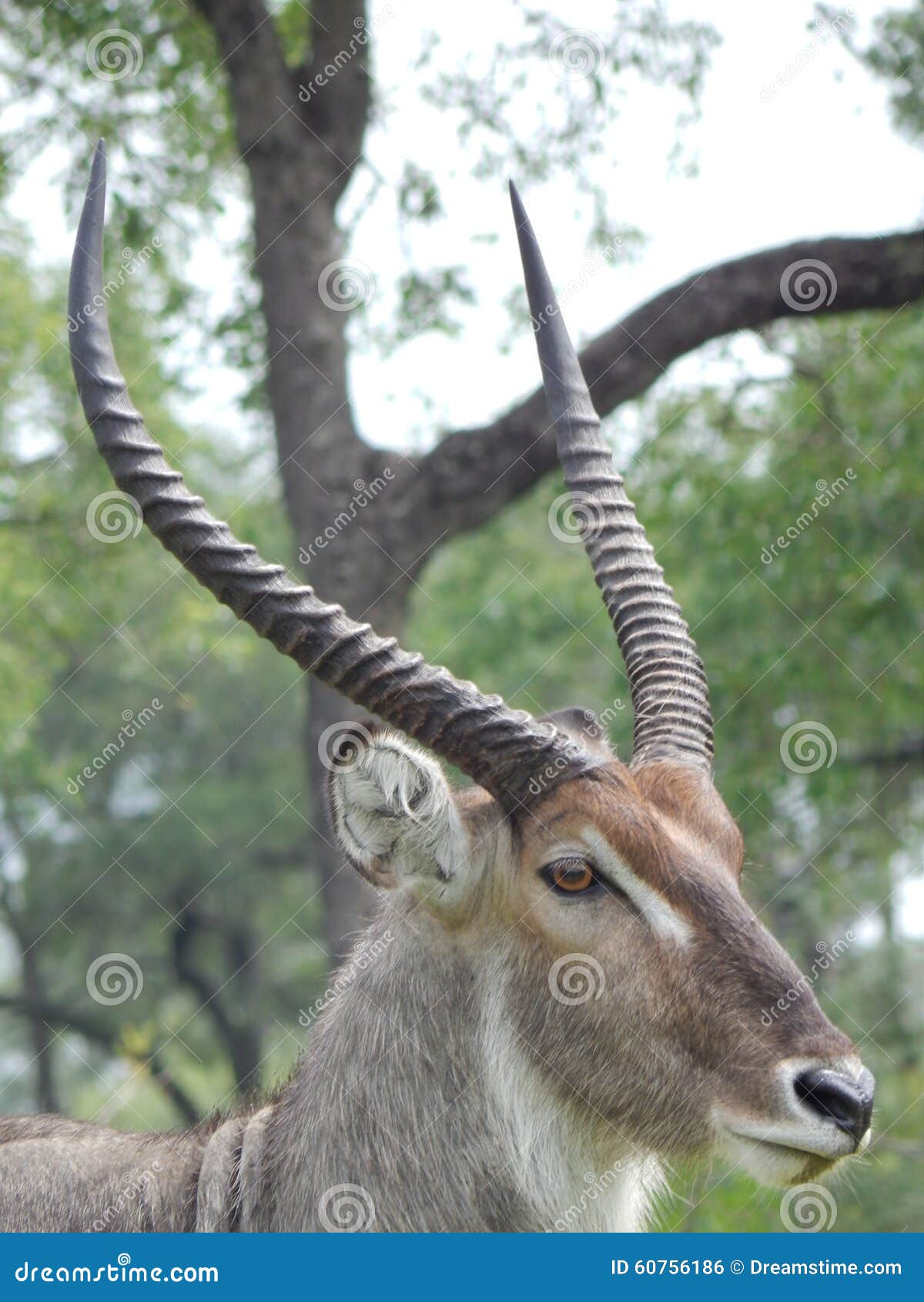 Waterbuck head stock photo. Image of kruger, waterbuck - 60756186