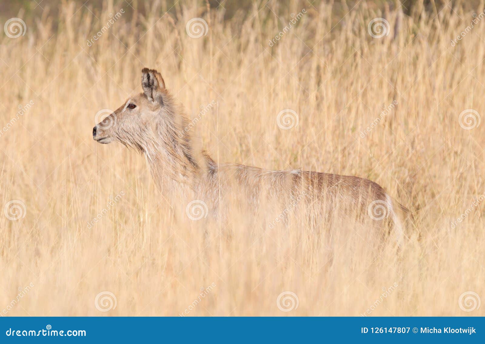 Waterbuck in Namibia stock image. Image of namibia, outdoors - 126147807