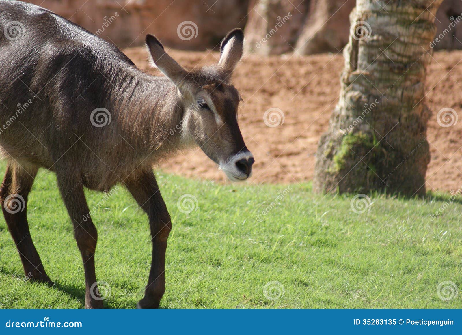Waterbuck - Kobus Ellipsiprymnus Stock Image - Image of animal ...