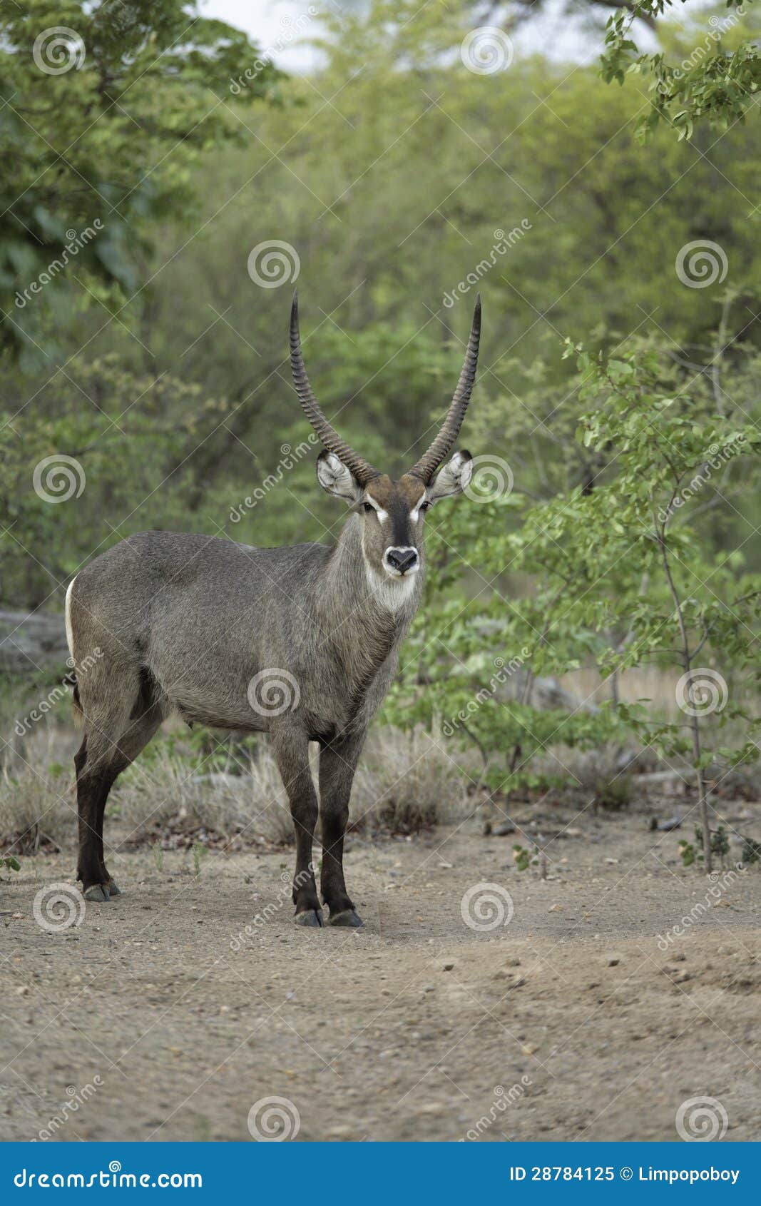 Waterbuck-Male stock image. Image of deer, animals, mammals - 28784125
