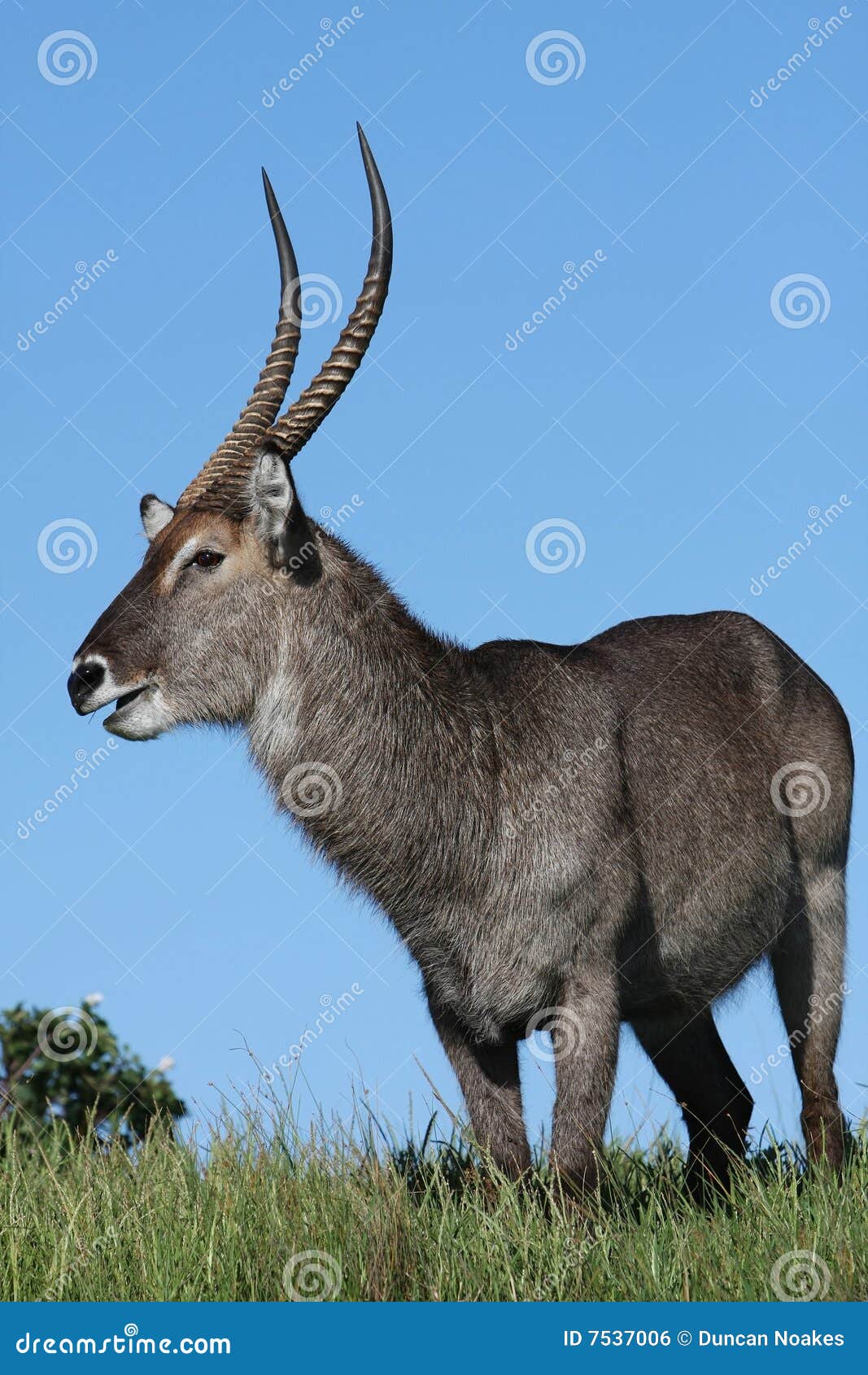 Waterbuck Male stock photo. Image of ears, head, herbivore - 7537006