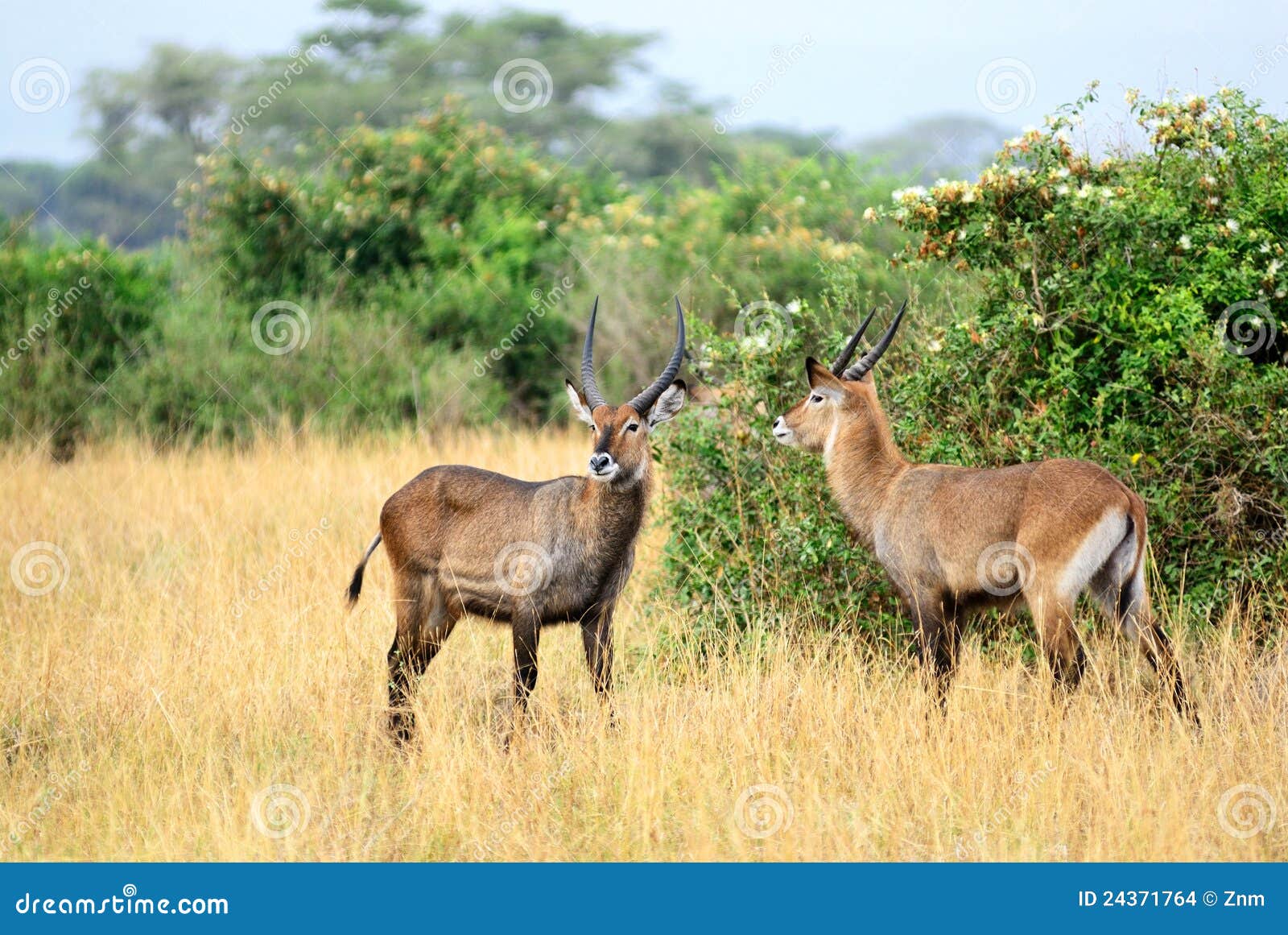 Waterbuck males stock photo. Image of park, nature, national - 24371764