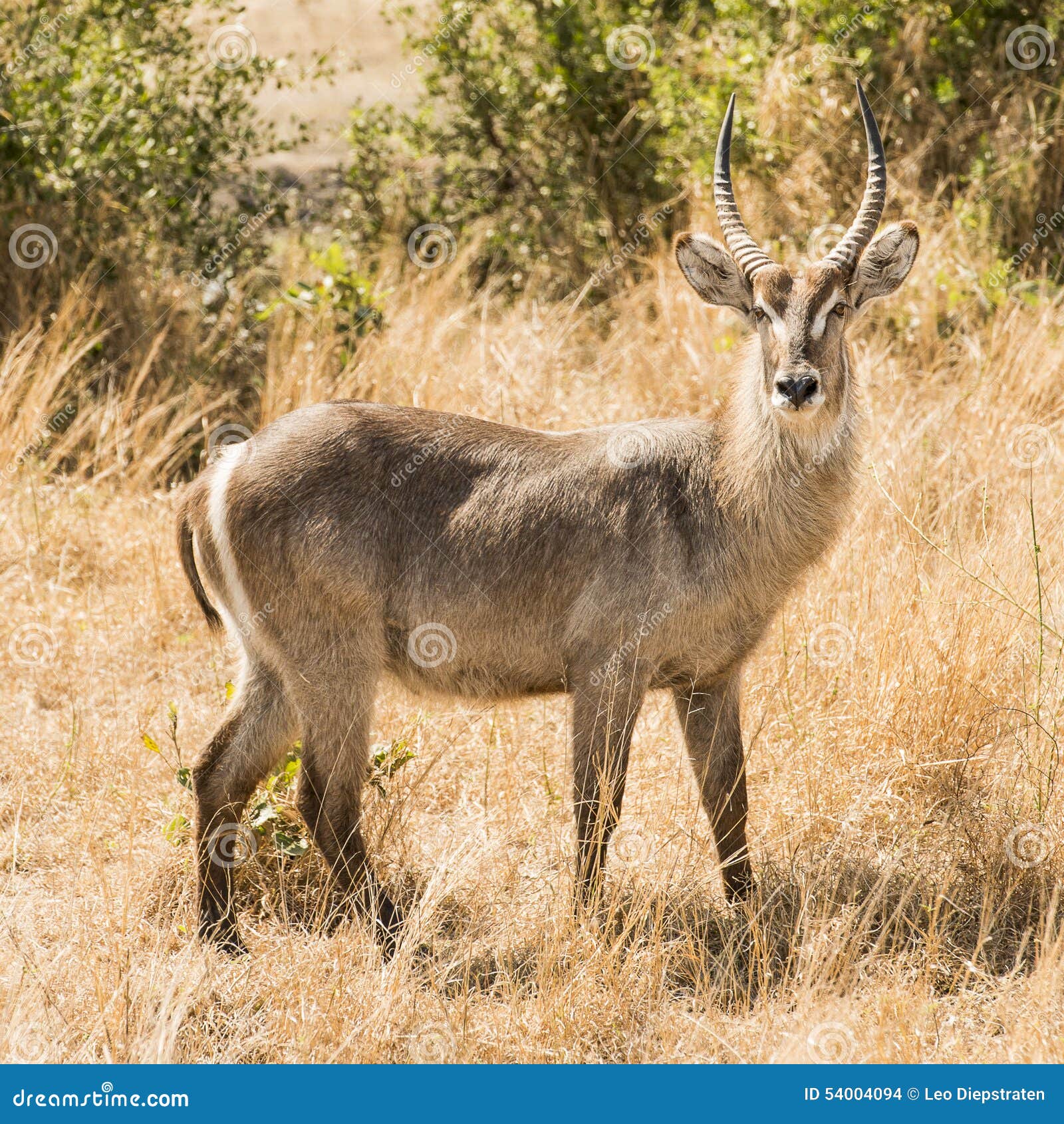 Waterbuck stock photo. Image of water, africa, savannas - 54004094