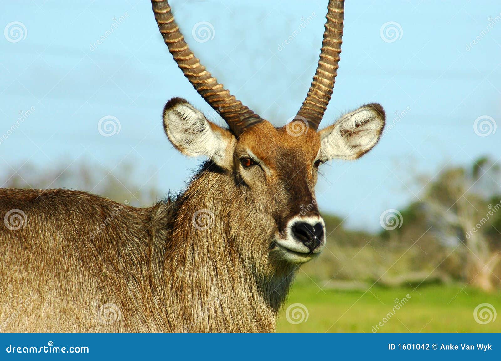 Waterbuck Portrait stock photo. Image of portrait, animal - 1601042