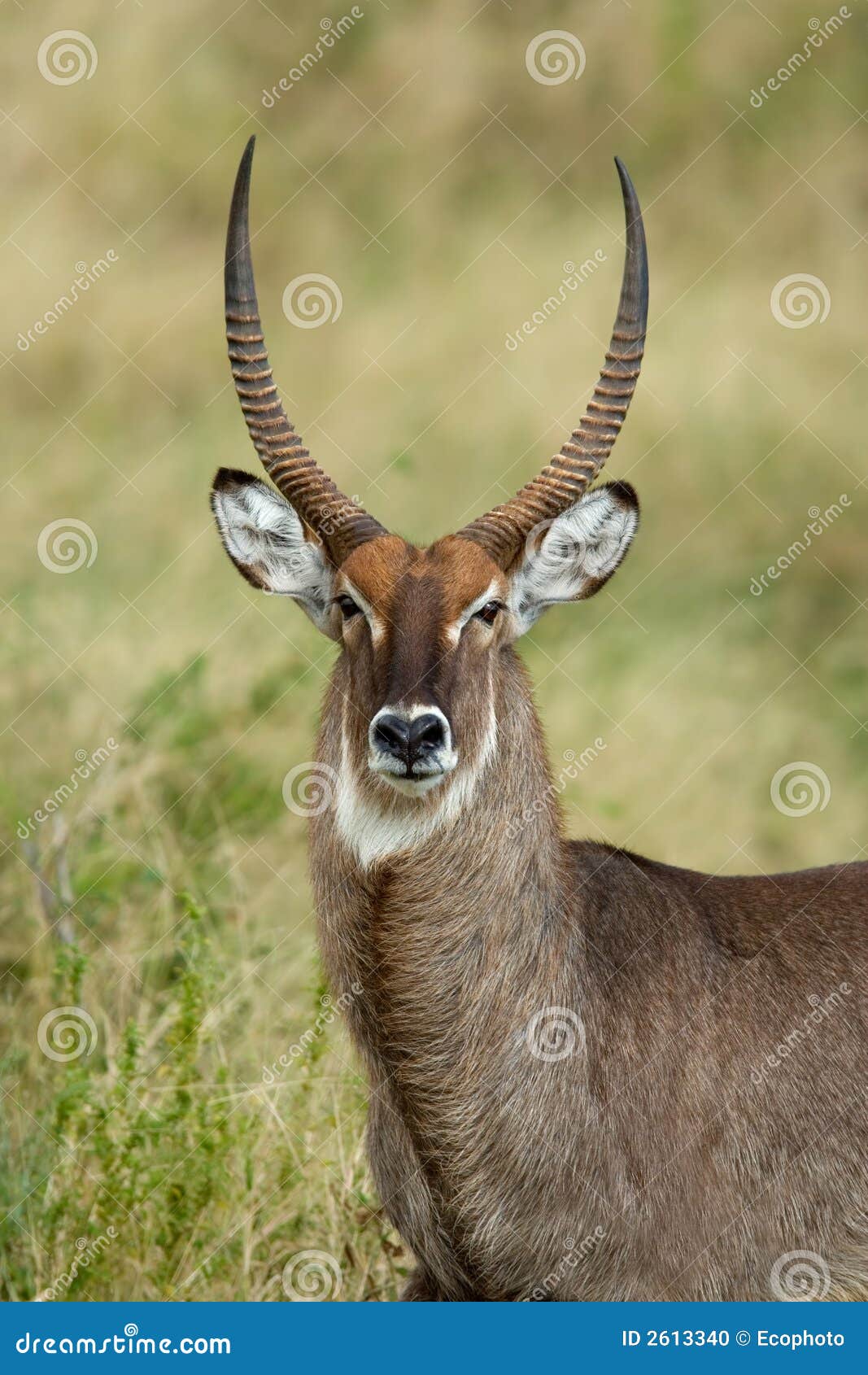 Waterbuck portrait stock photo. Image of conservation - 2613340