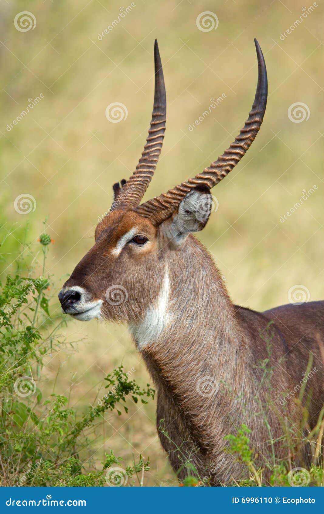 Waterbuck portrait stock photo. Image of ears, natural - 6996110