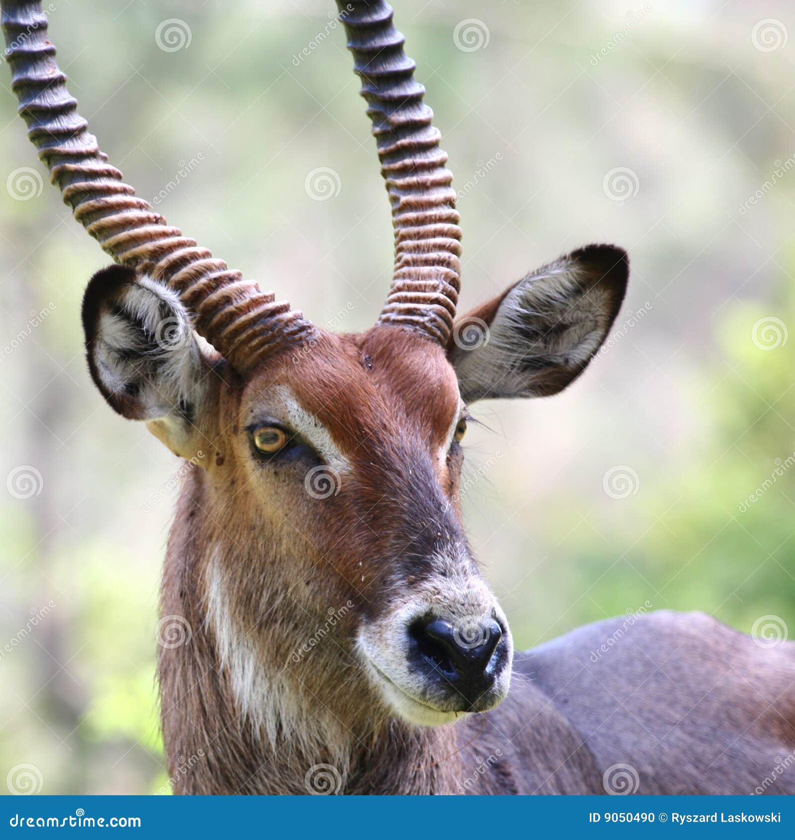 Waterbuck portrait stock photo. Image of mara, drought - 9050490