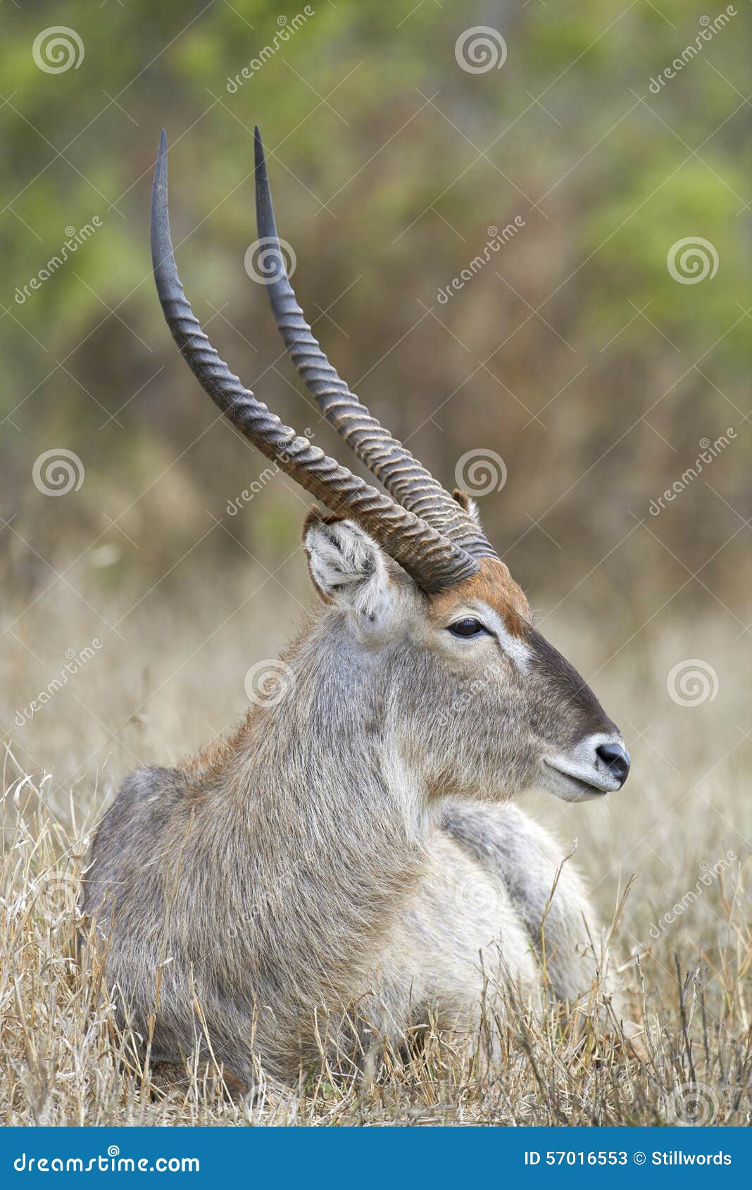Waterbuck stock image. Image of africa, safari, portrait - 57016553
