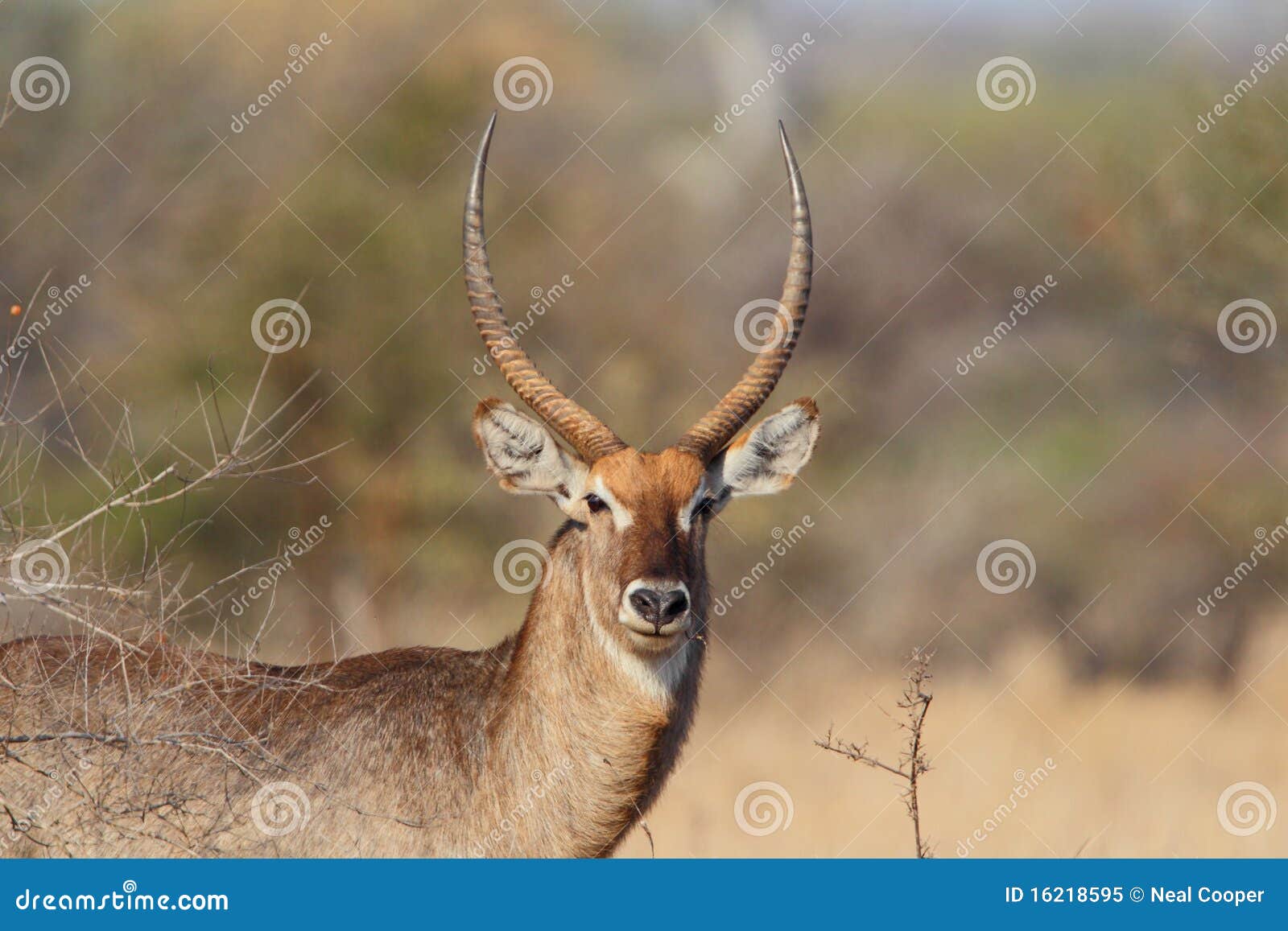 Waterbuck Ram stock image. Image of horns, adapted, antelope - 16218595