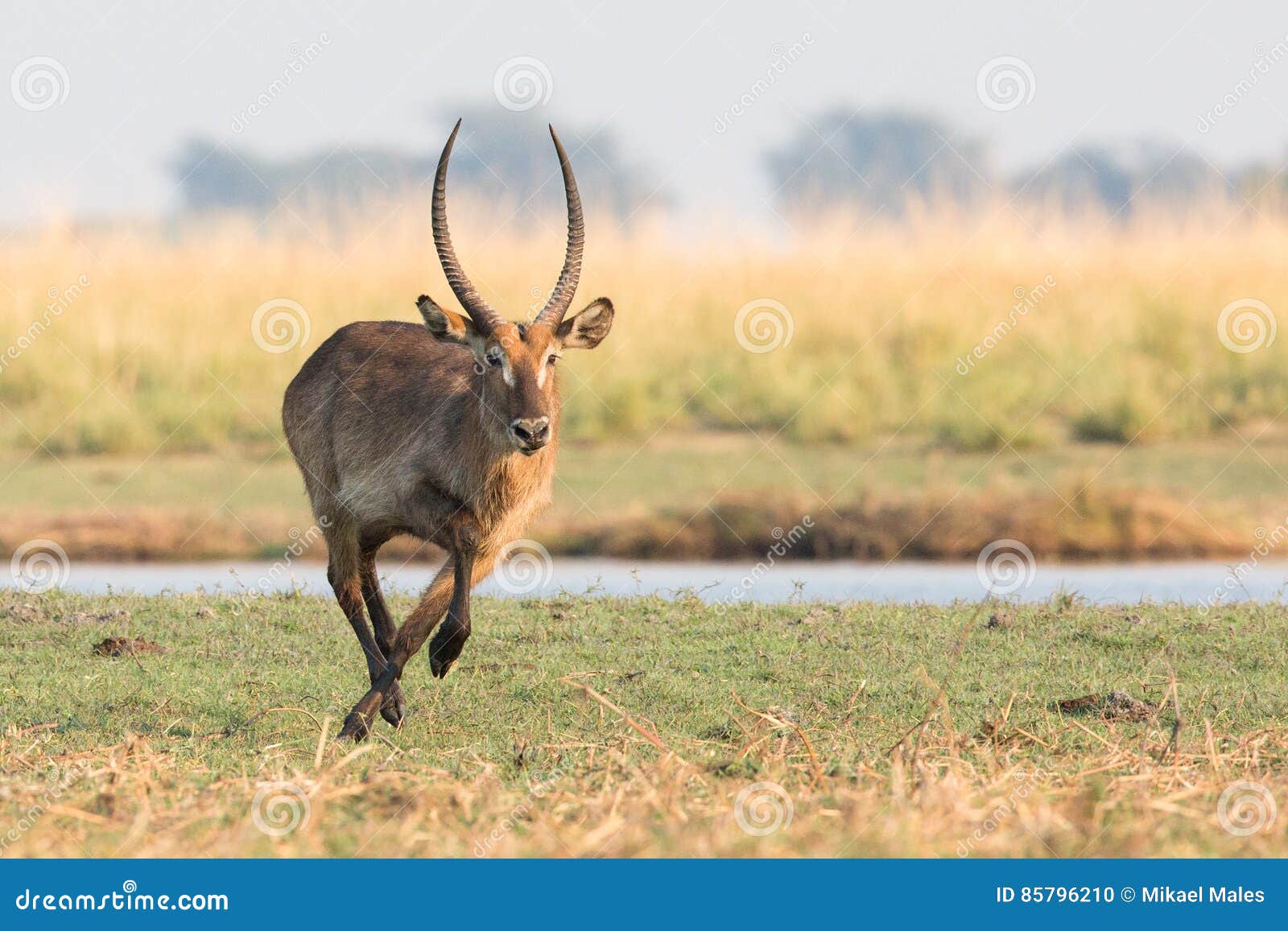 Waterbuck running fast stock photo. Image of grasses - 85796210