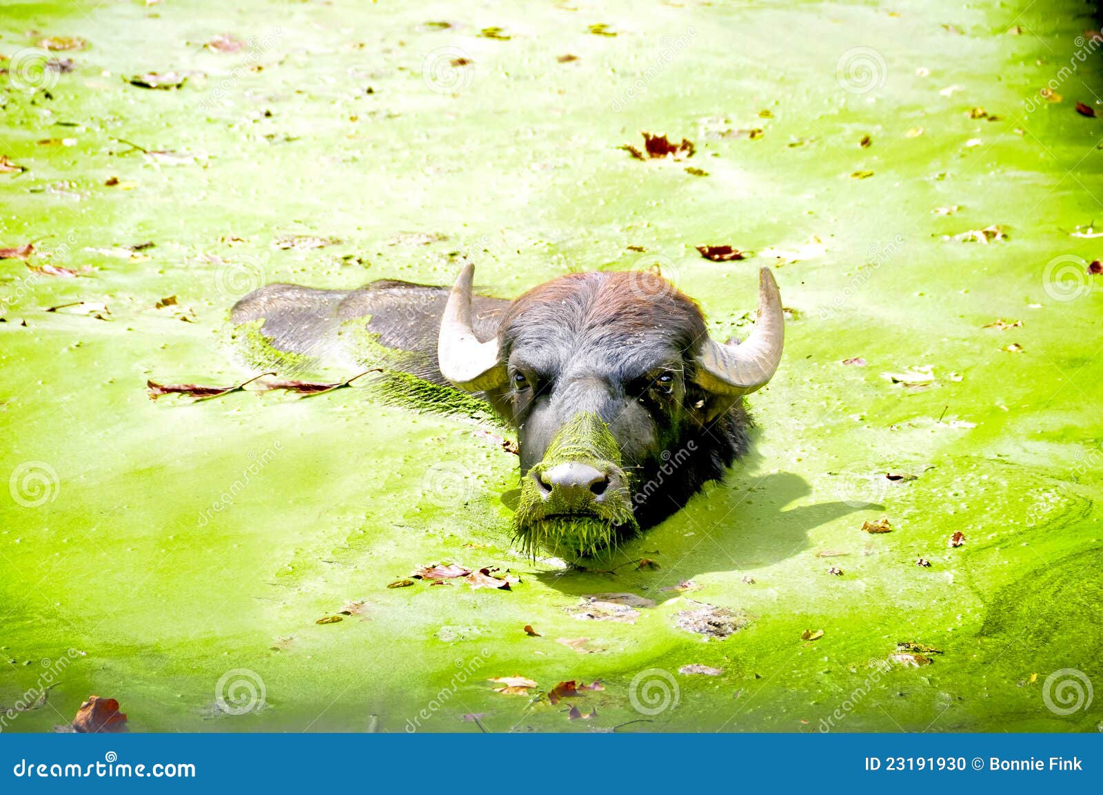 Waterbuffel stock foto. Image of moeras, buffels, zwembad - 23191930