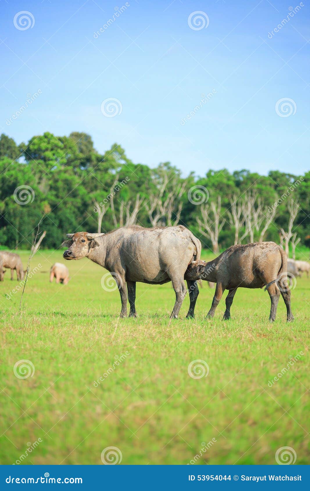 Waterbuffel stock foto. Image of weer, groen, gras, melk - 53954044