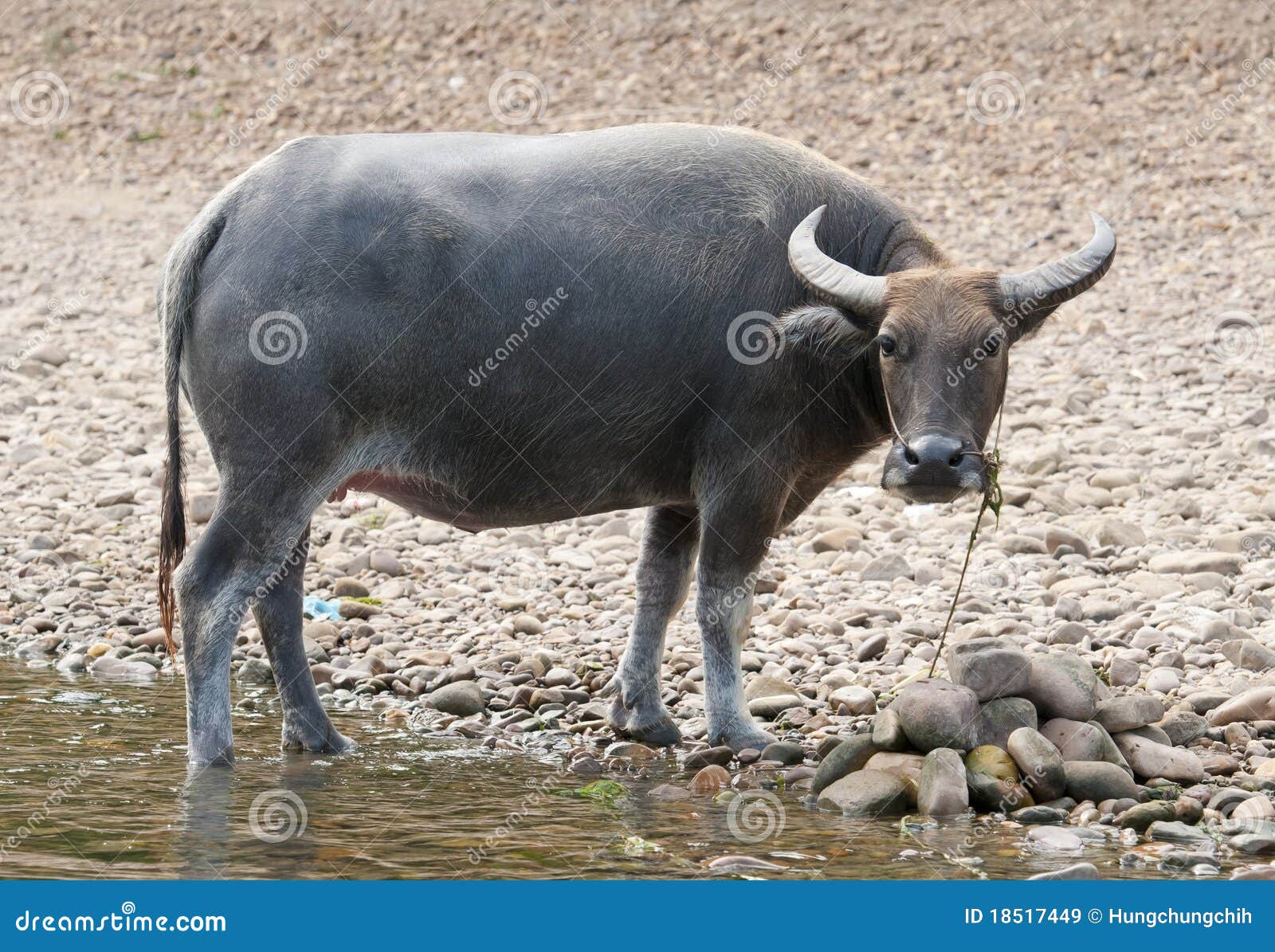 Waterbuffel Bij Rivieroever Stock Afbeelding - Image of stier, koel ...