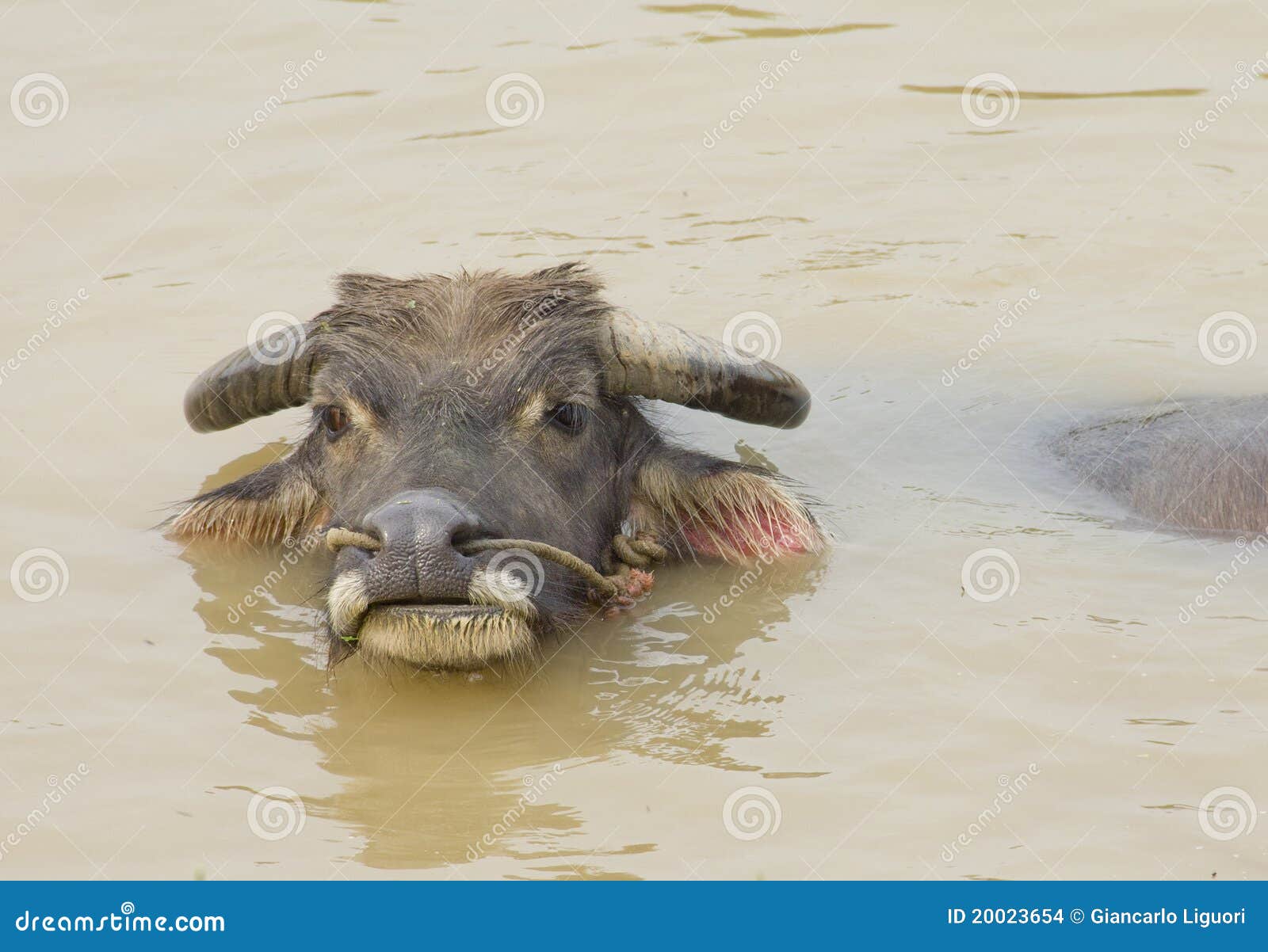 Waterbuffel in de rivier stock foto. Image of zwaar, fauna - 20023654