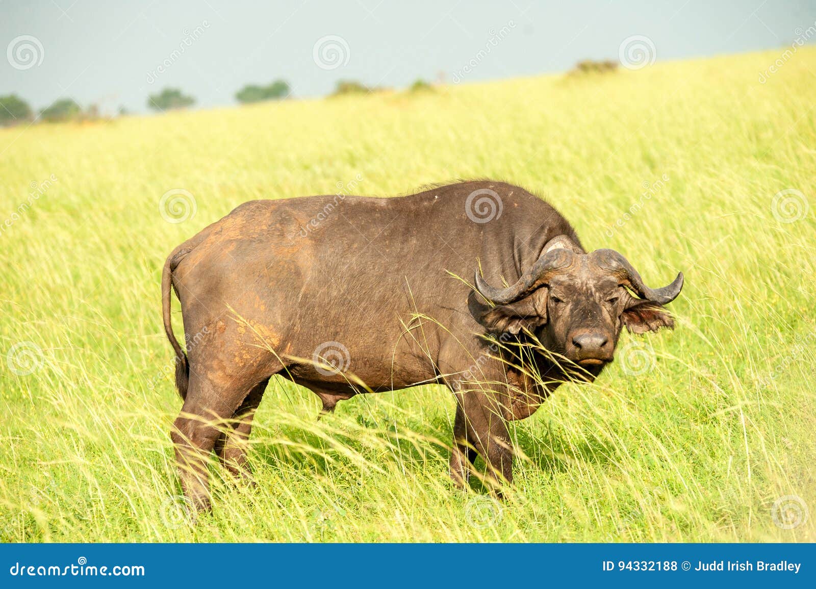 Waterbuffel, in Het Nationale Park Van Savannemurchison, Oeganda Stock ...
