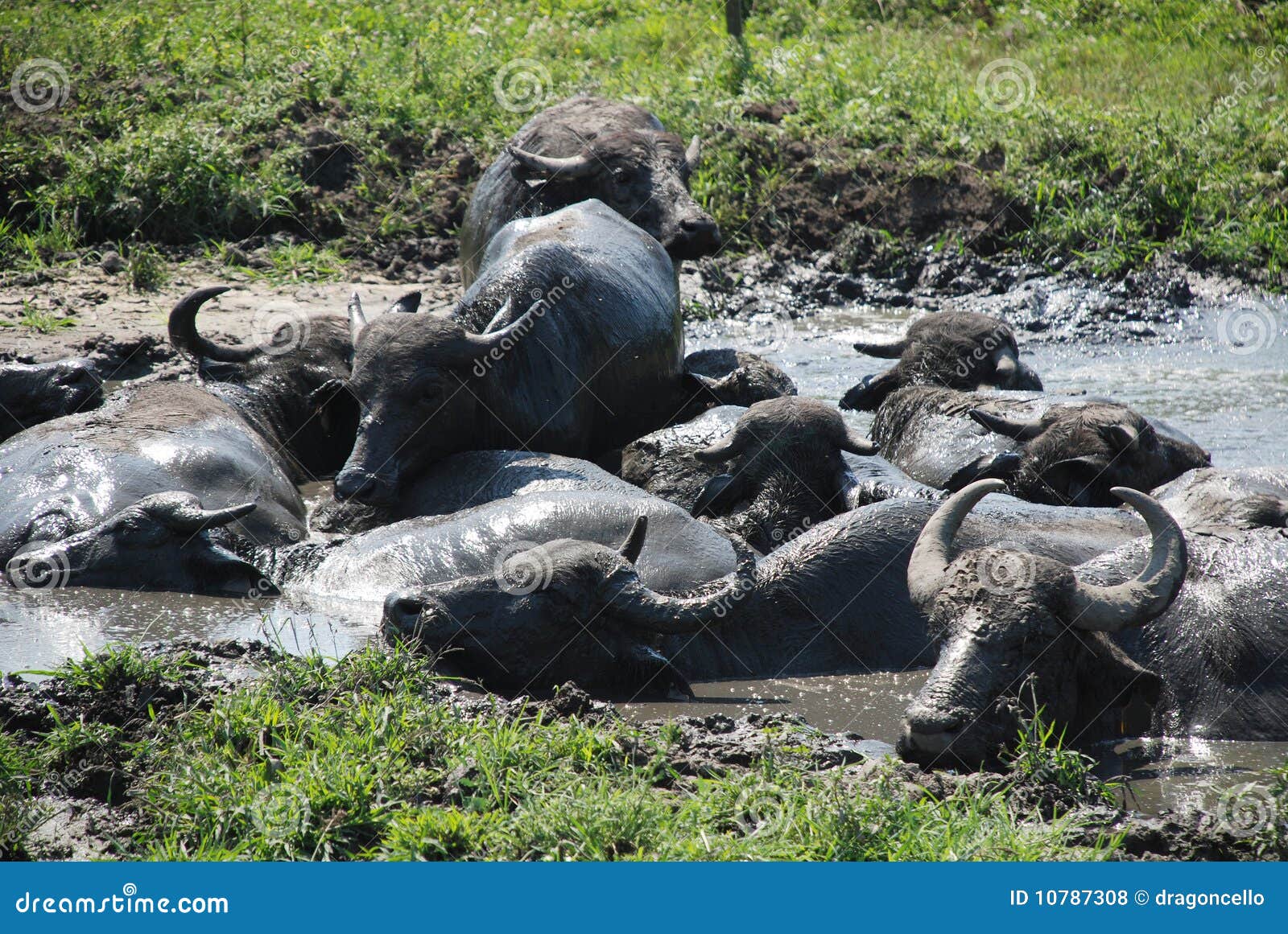 Waterbuffels Wallowing in Modder Stock Foto - Image of ondergedompeld ...