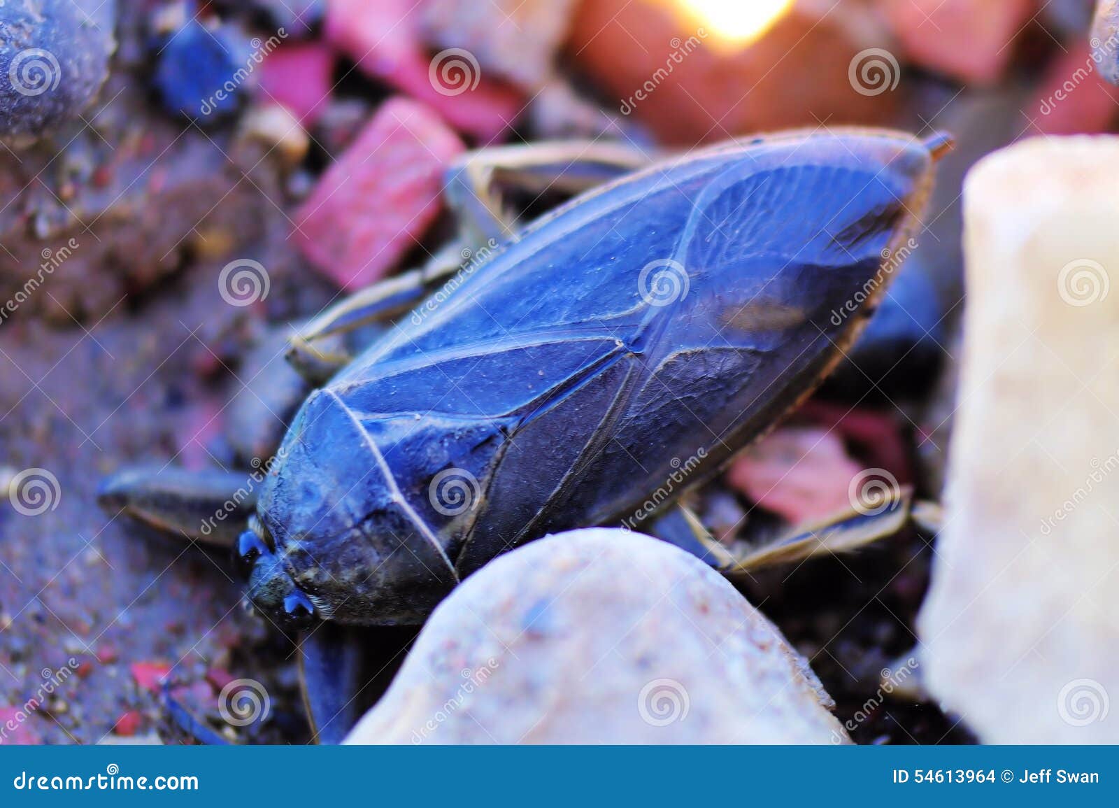 Waterbug stock photo. Image of bugs, insects, large, bite - 54613964