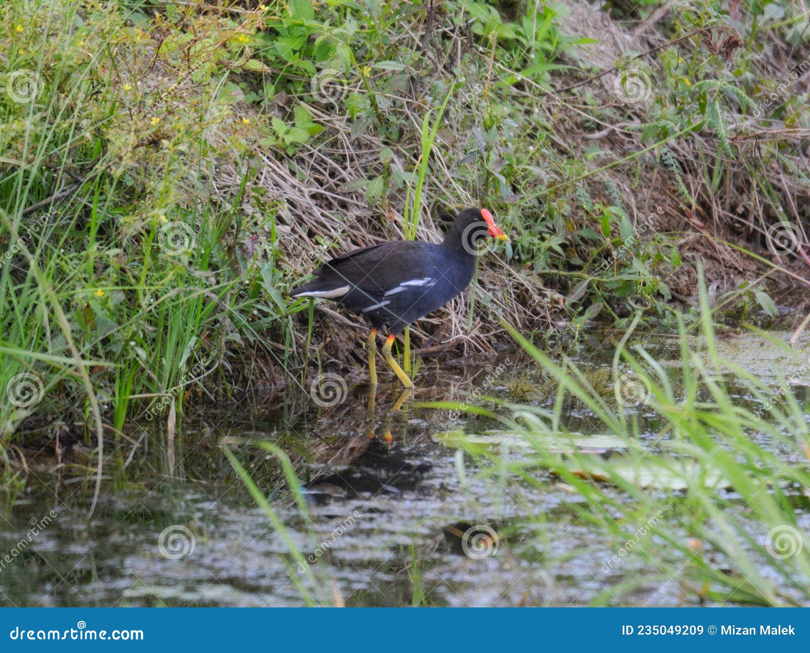 Watercock Gallicrex Cinerea Stock Image - Image of branch, beak: 235049209