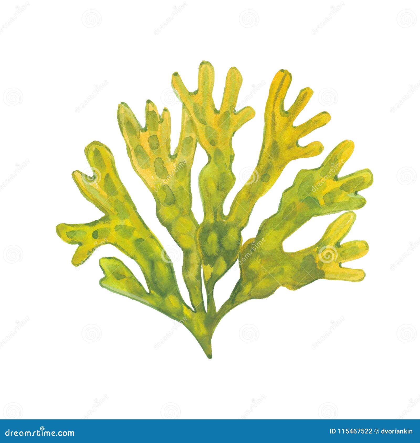 Watercolor algae fucus stock illustration. Illustration of fucus ...