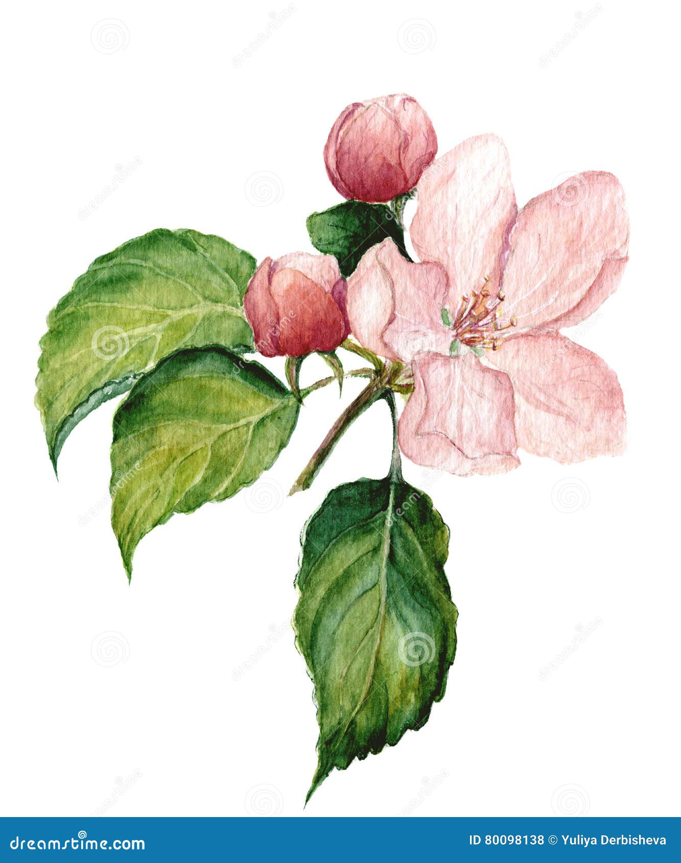 Watercolor Apple Blossom. Botanical Isolated Illustration. Stock ...