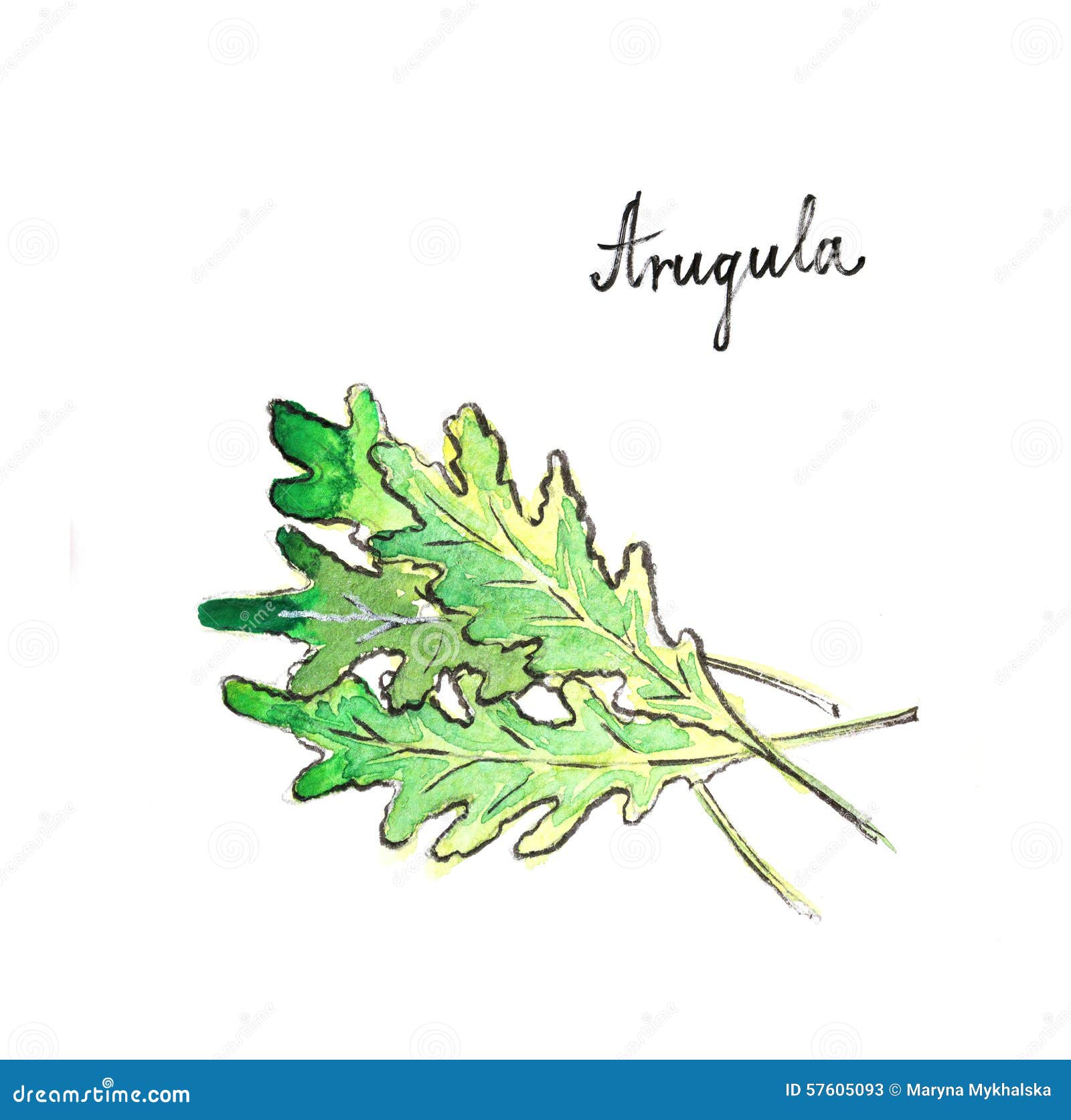 Watercolor arugula stock vector. Illustration of gourmet - 57605093