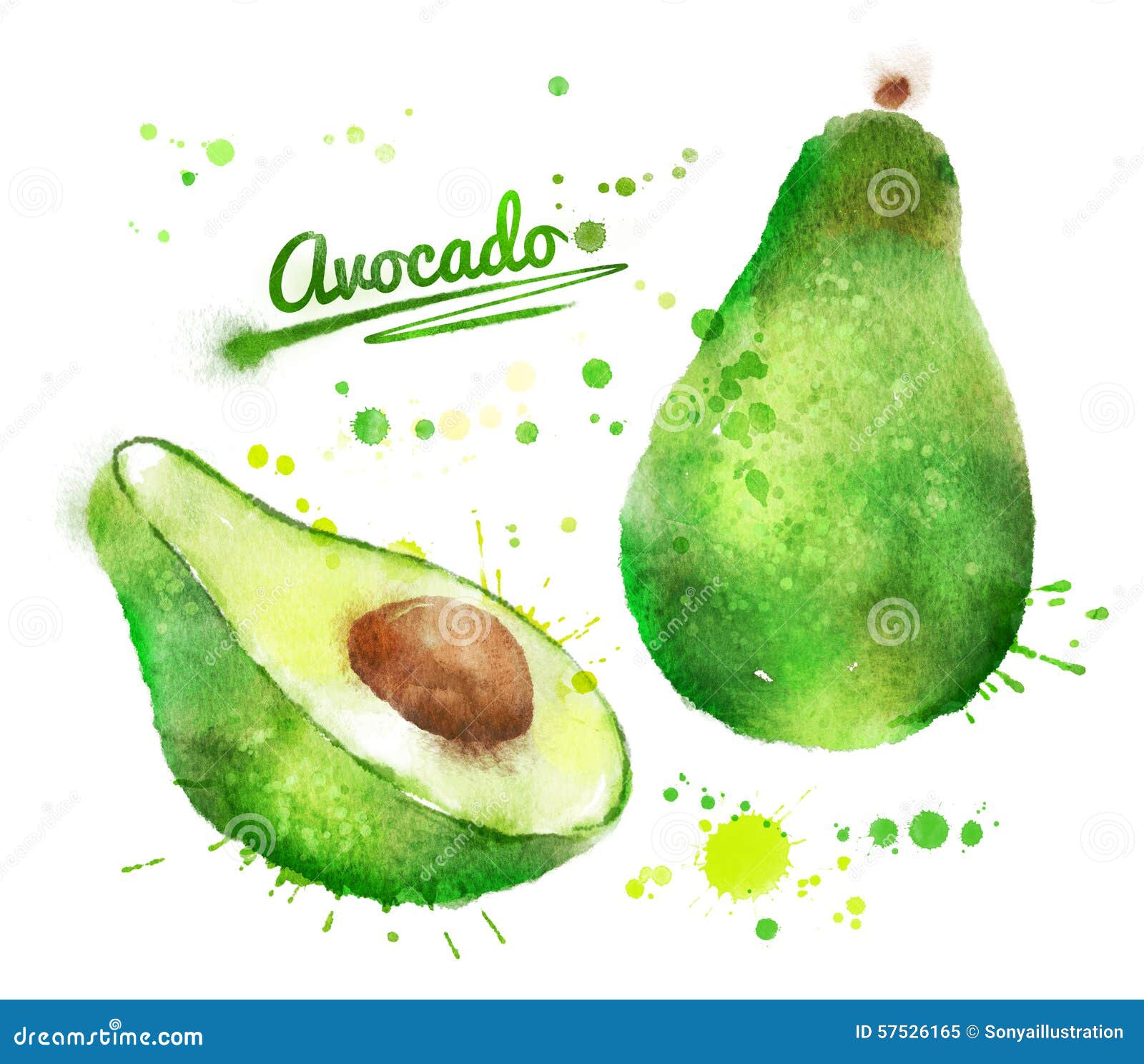 Watercolor avocado stock illustration. Illustration of fruit - 57526165