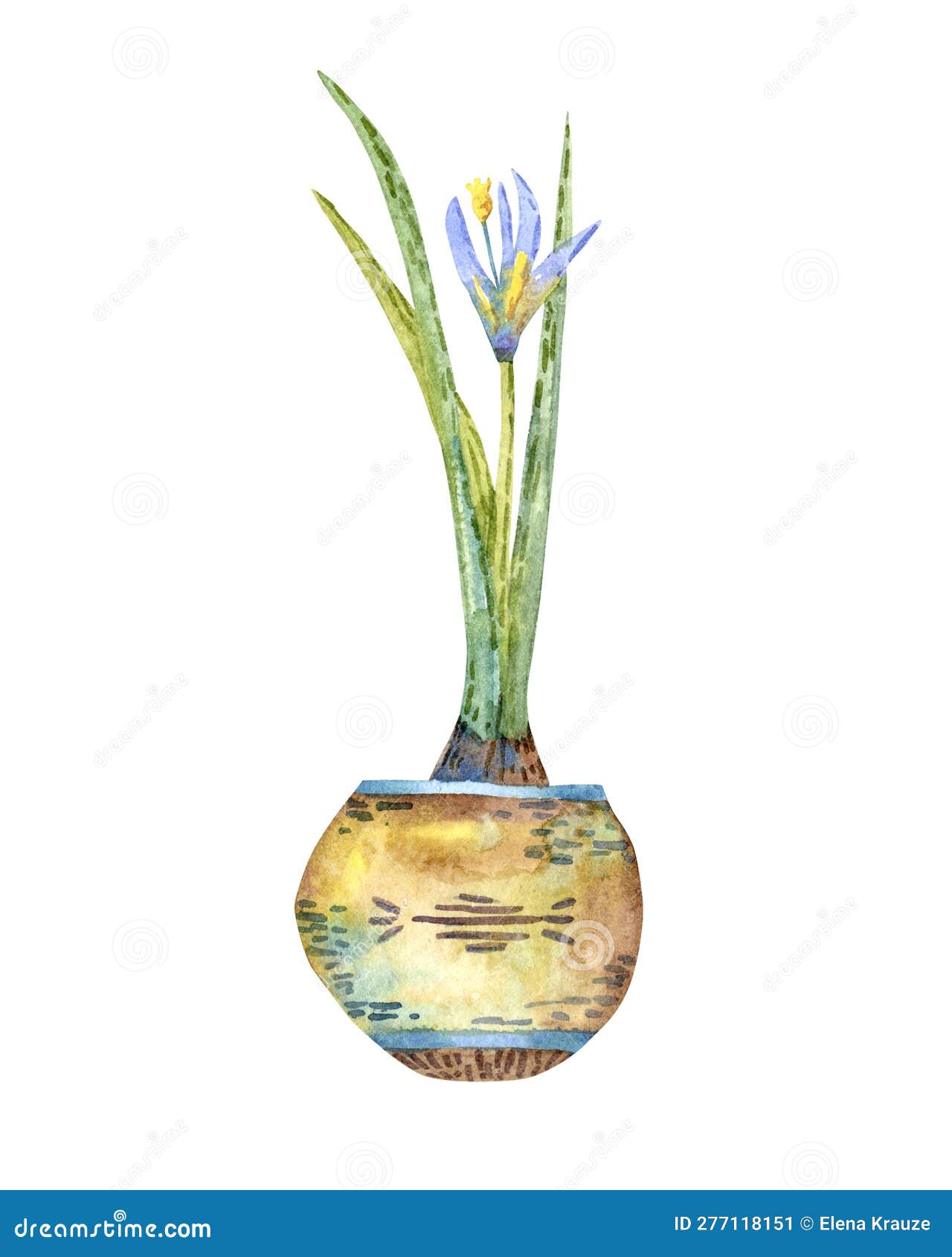 Watercolor Background. Watercolor Primrose in a Pot Stock Illustration ...