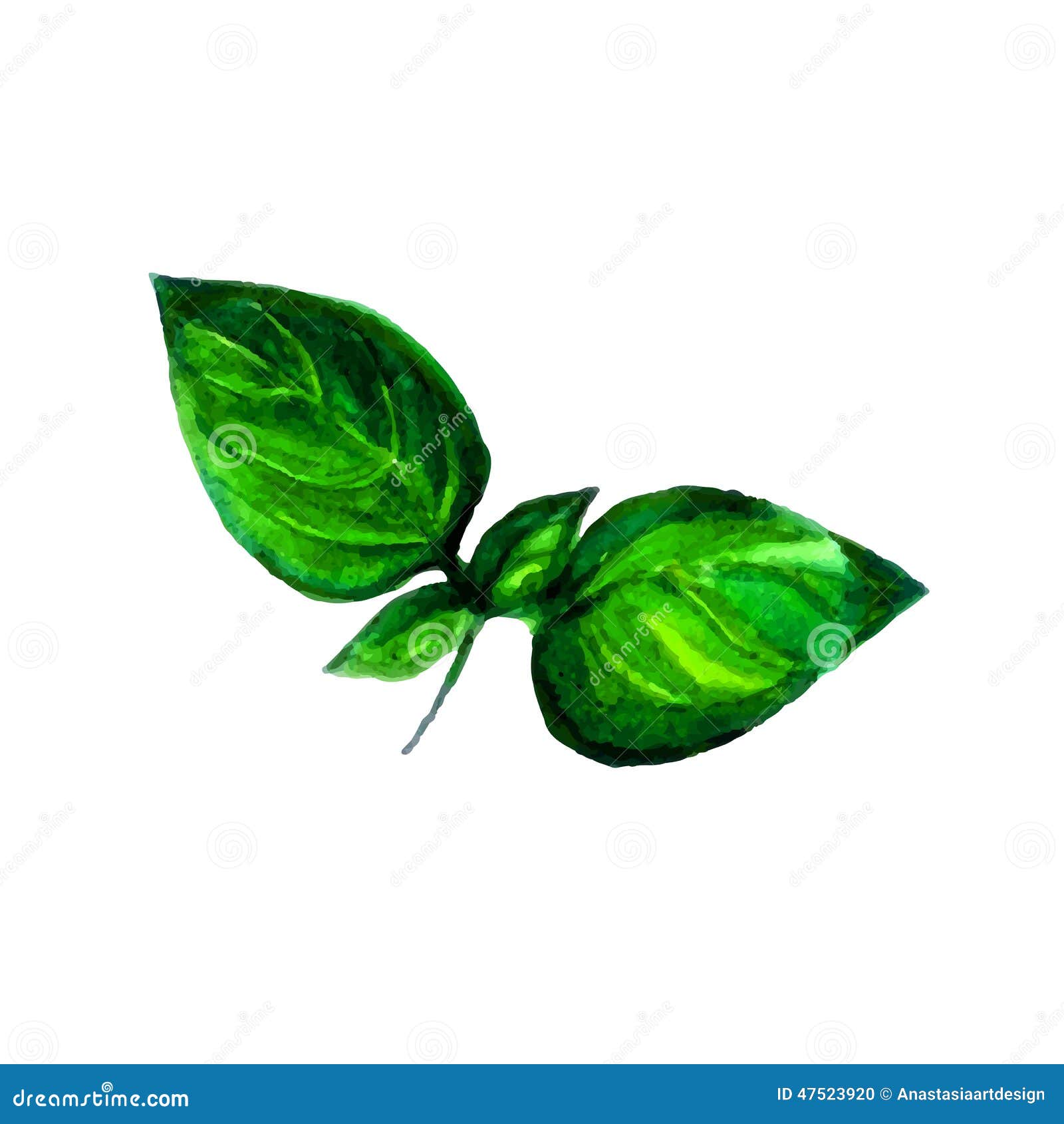 Watercolor Basil Illustration on White Background Stock Vector ...