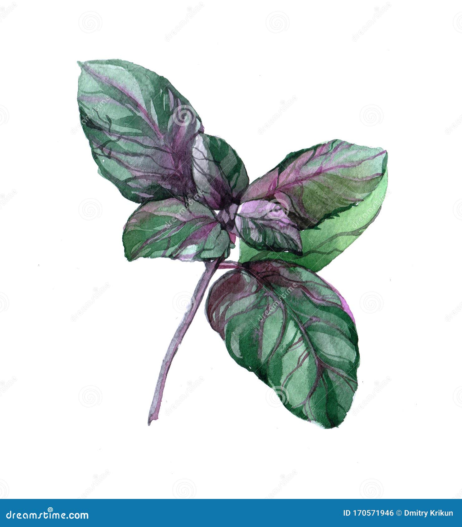 Watercolor Basil on white stock photo. Image of white - 170571946