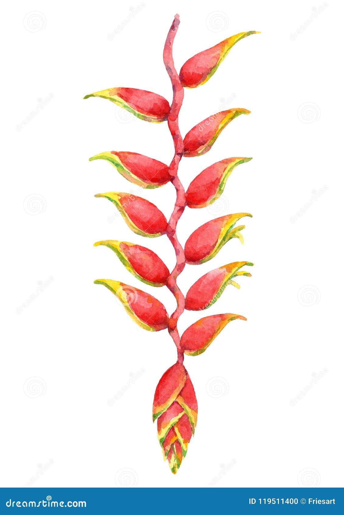 Watercolor Beautiful Heliconia Flower. Hand Drawn Illustration. Stock ... Watercolor Beautiful Heliconia Flower. Hand Drawn Illustration. Stock ...