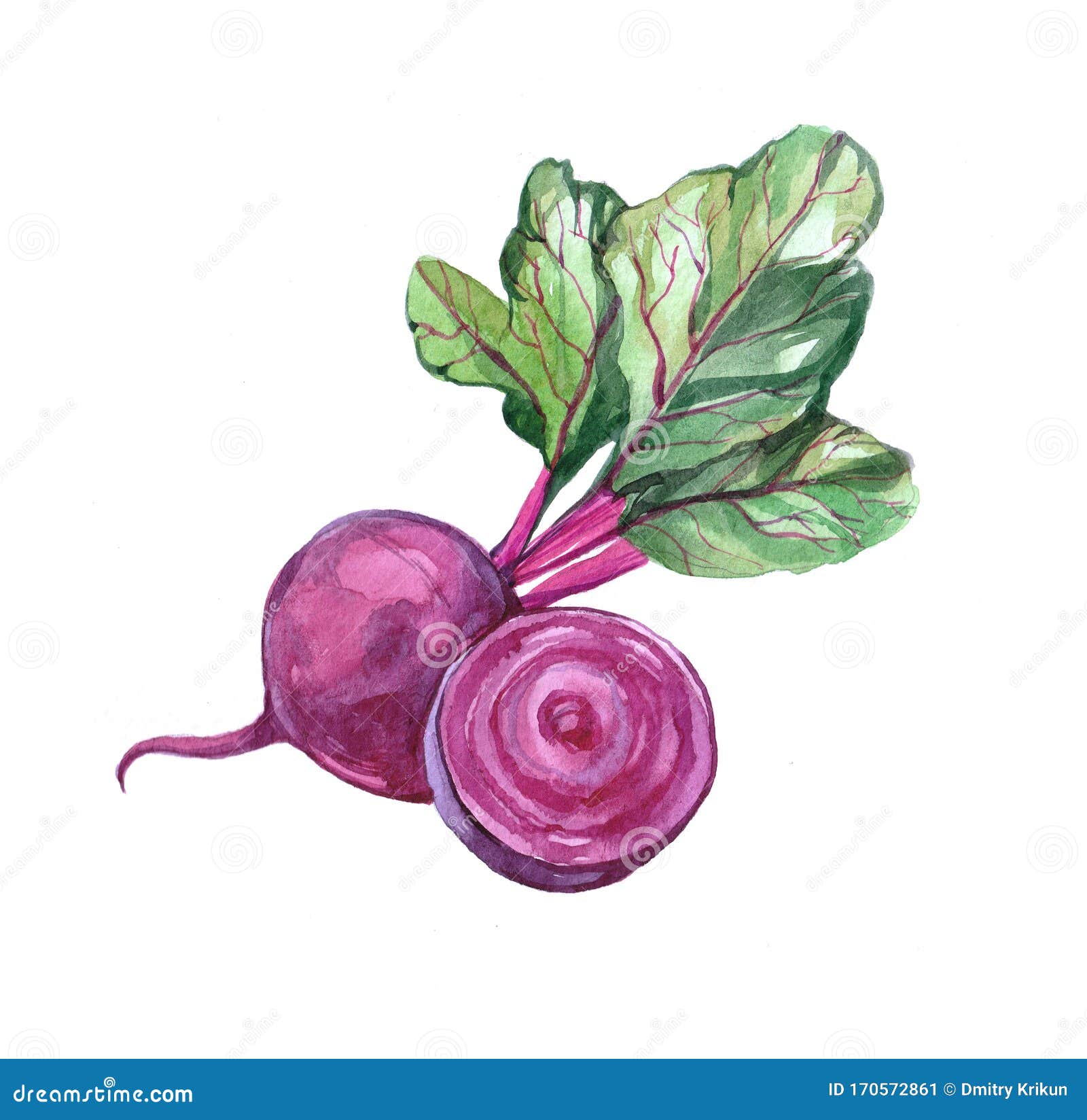 Watercolor Beet on white stock image. Image of beet - 170572861