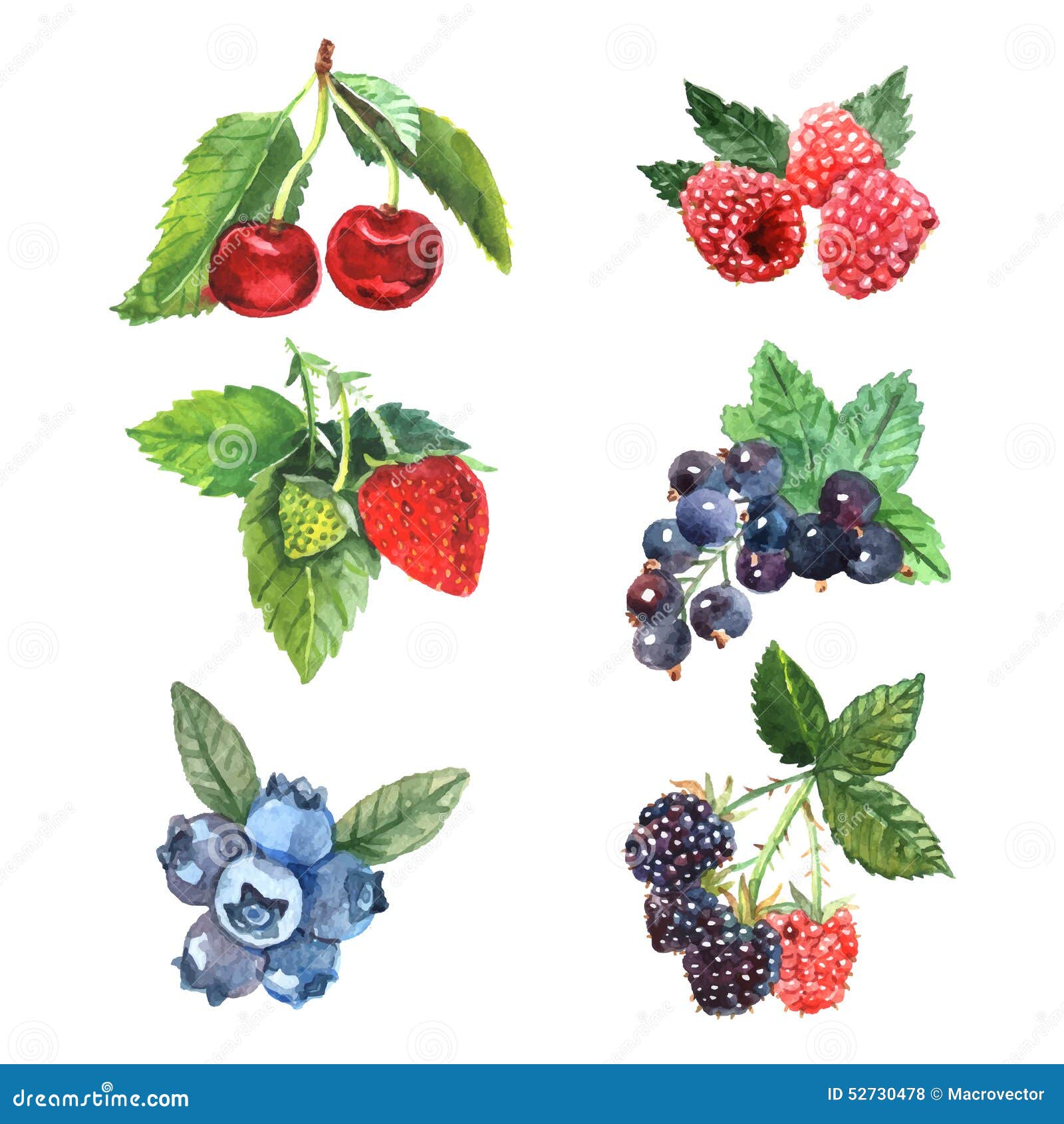Watercolor Berry Wreath Clipart - Realistic Vector Graphic Royalty-Free ...
