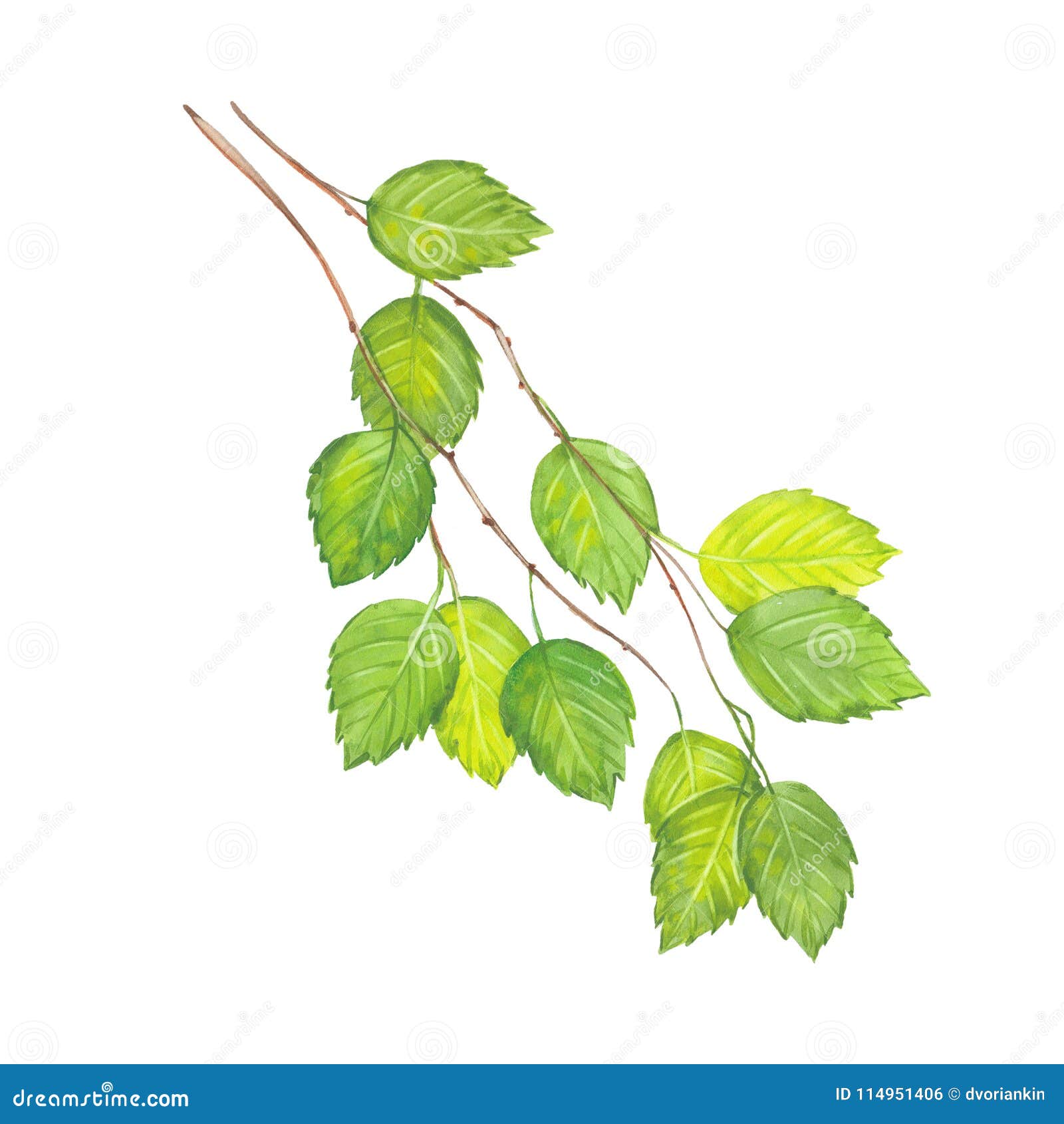 Birch Twig With Leaves And Aments. Spring Season Design Element, Betula ...