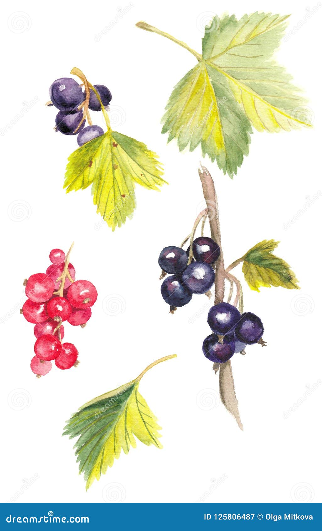 Watercolor Black and Red Currants Illustrations on White Background ...