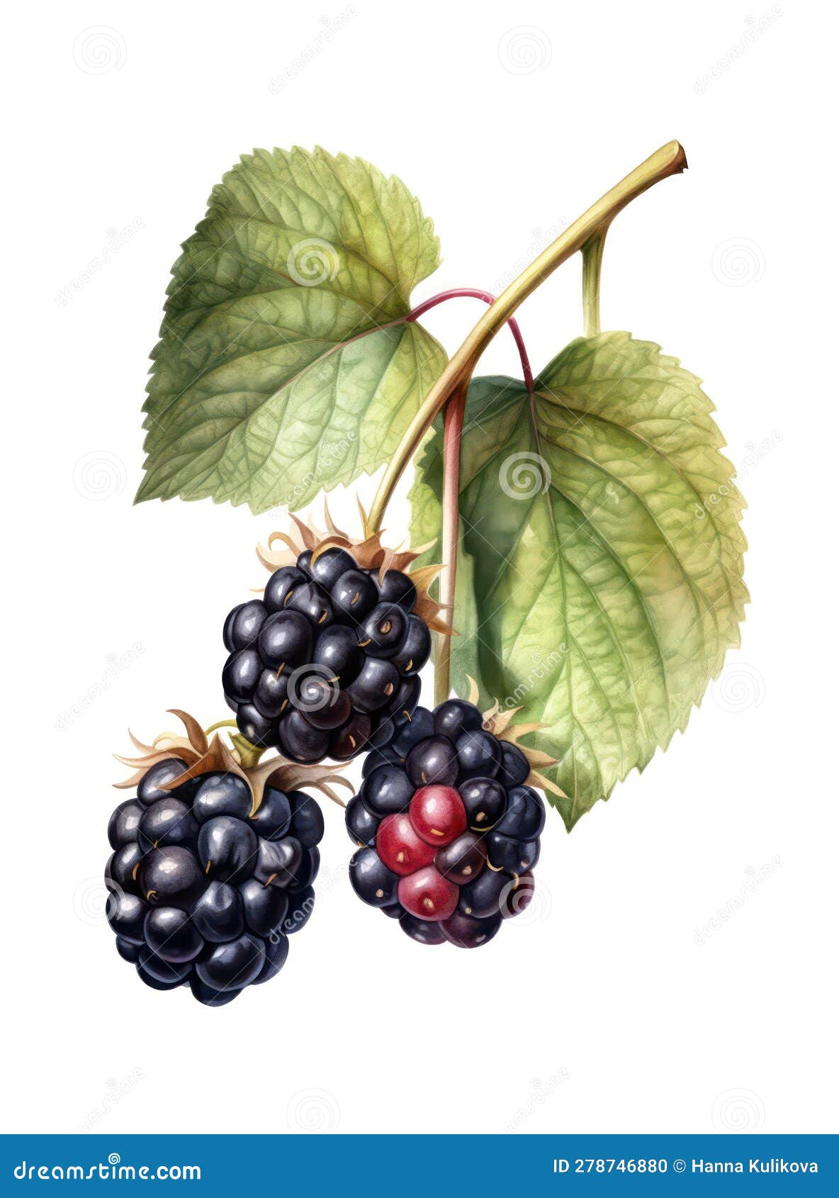 Watercolor blackberries. stock illustration. Illustration of leaves ...