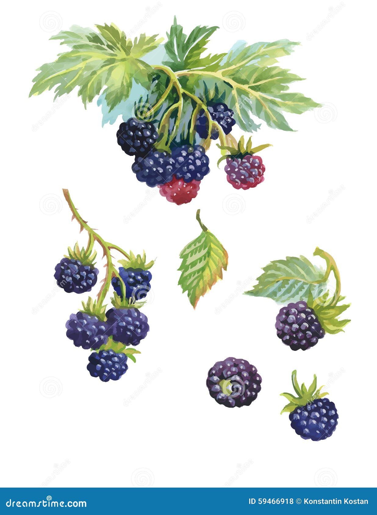 Watercolor Blackberry on White Background Stock Vector - Illustration ...