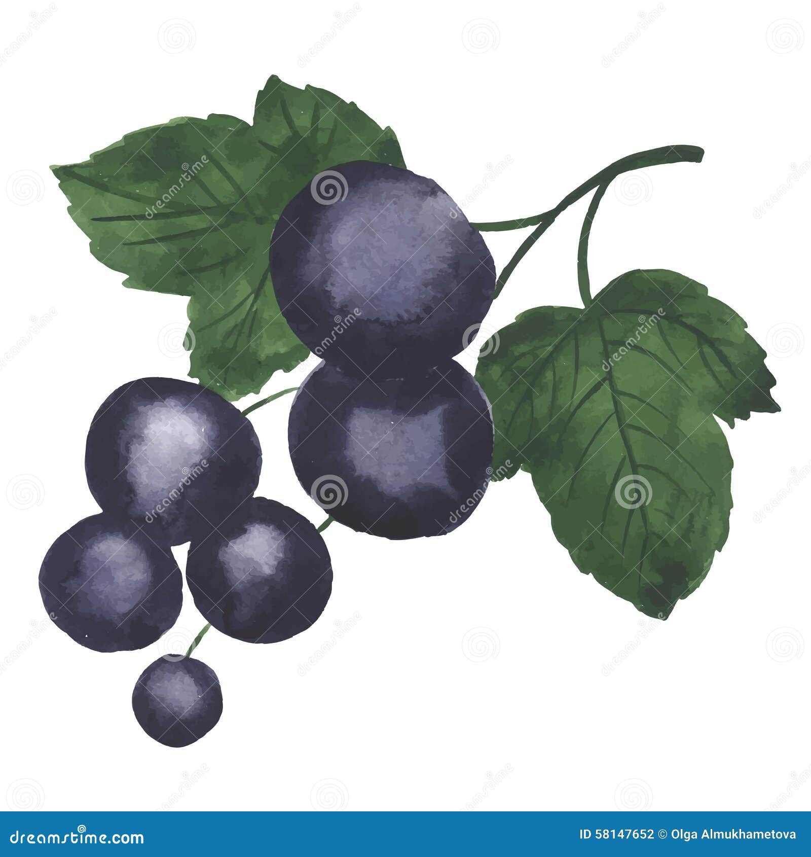 Watercolor blackcurrant stock vector. Illustration of fresh - 58147652