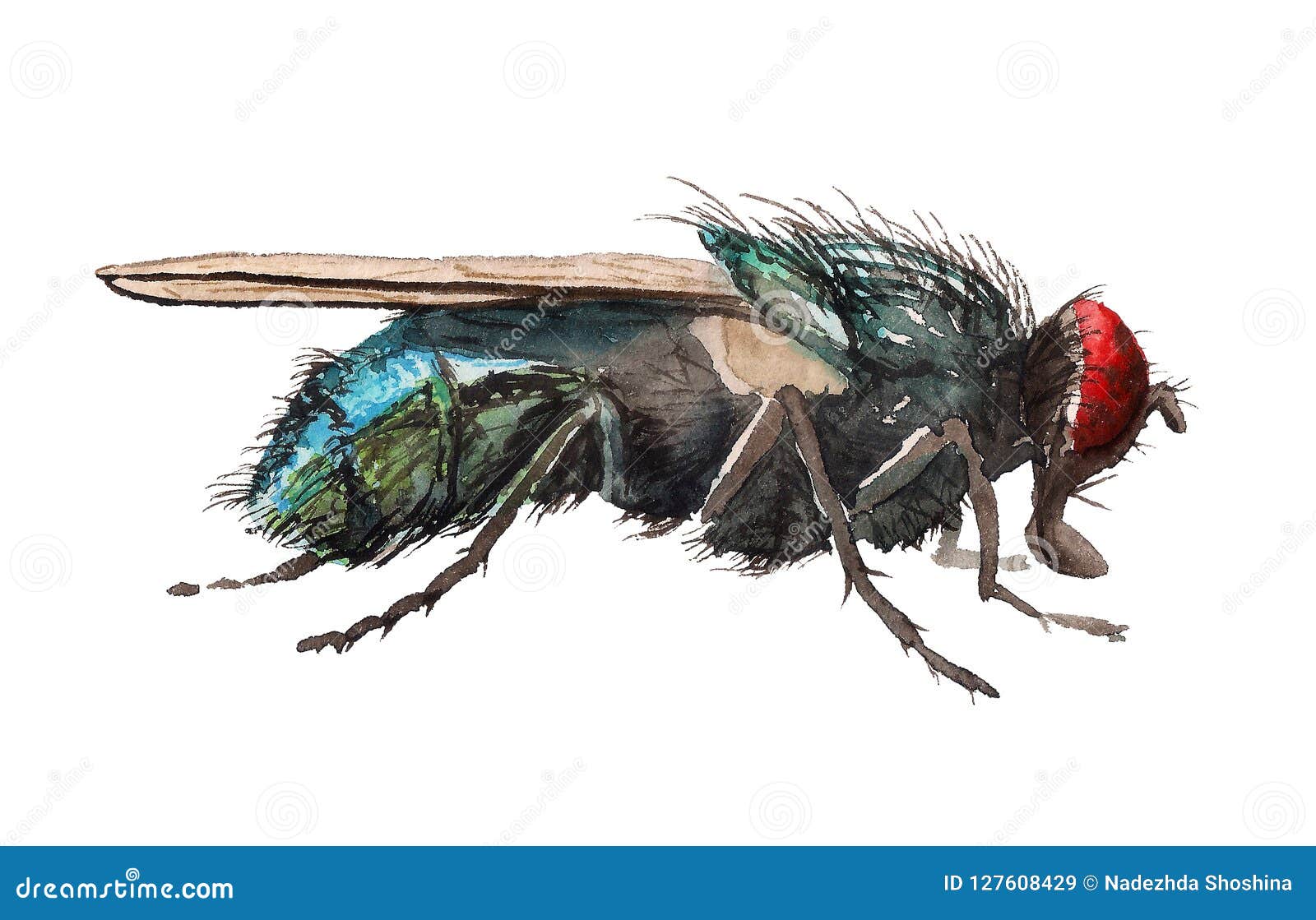 Watercolor blow fly stock illustration. Illustration of design - 127608429
