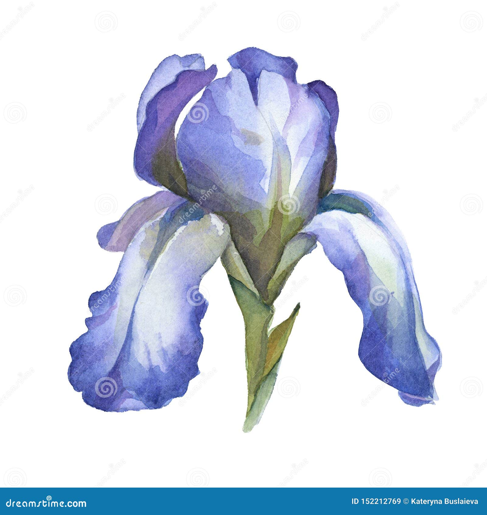 Watercolor Blue Iris Flower Isolted on White Background Stock ...