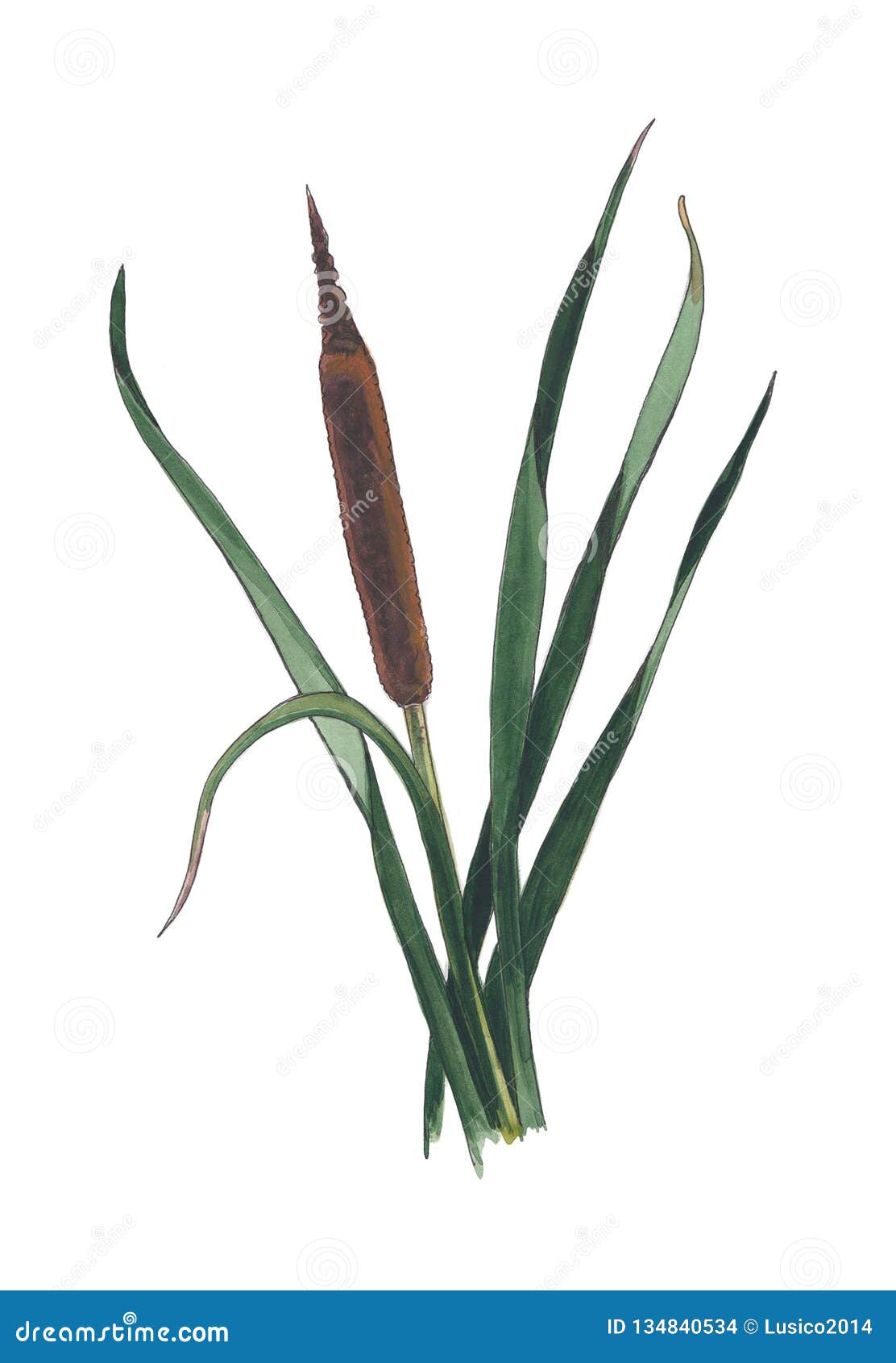 Watercolor Botanical Illustration of Reed. Stock Illustration ...