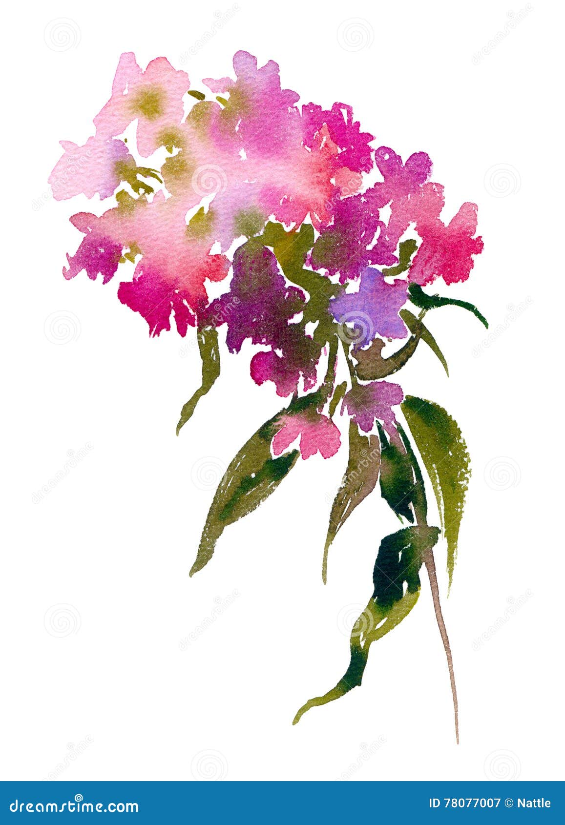 Watercolor Bouquet of Phlox. Stock Illustration - Illustration of ...