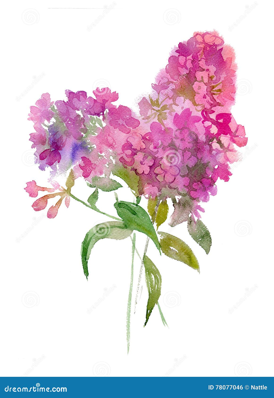 Watercolor Bouquet of Phlox. Stock Illustration - Illustration of ...