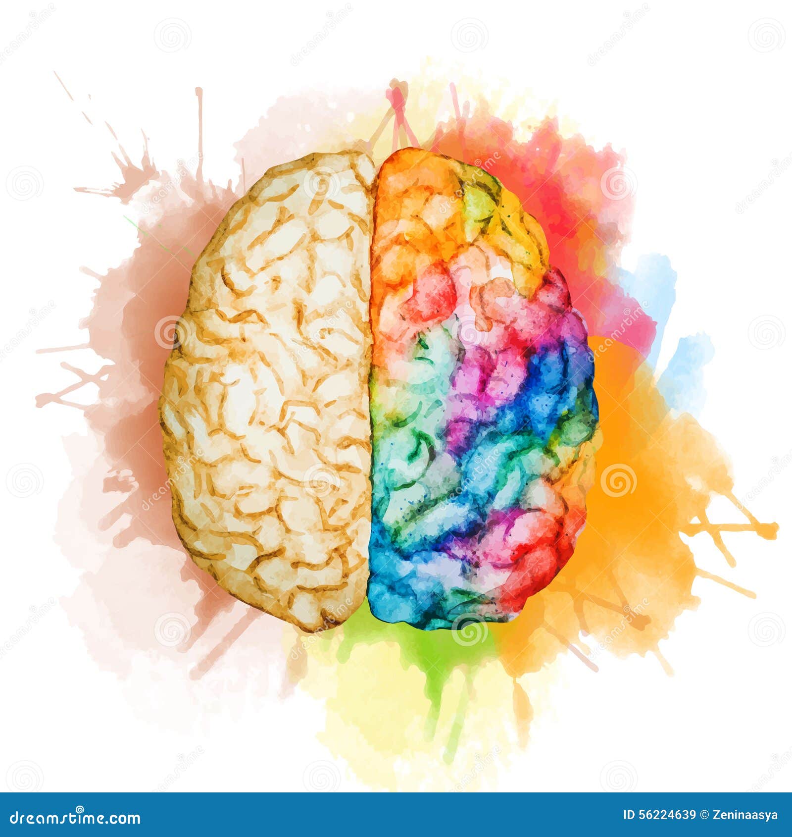 Watercolor brain stock vector. Illustration of human - 56224639