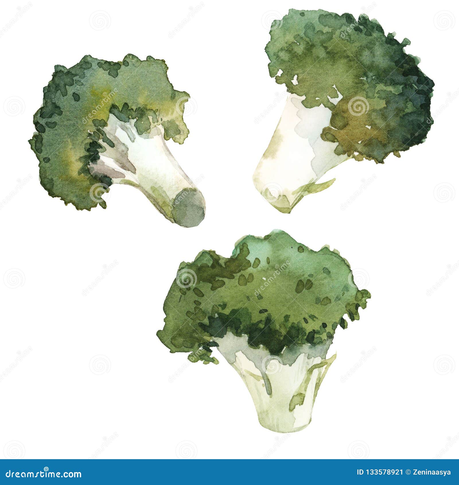 Watercolor Broccoli Illustration Stock Illustration - Illustration of ...
