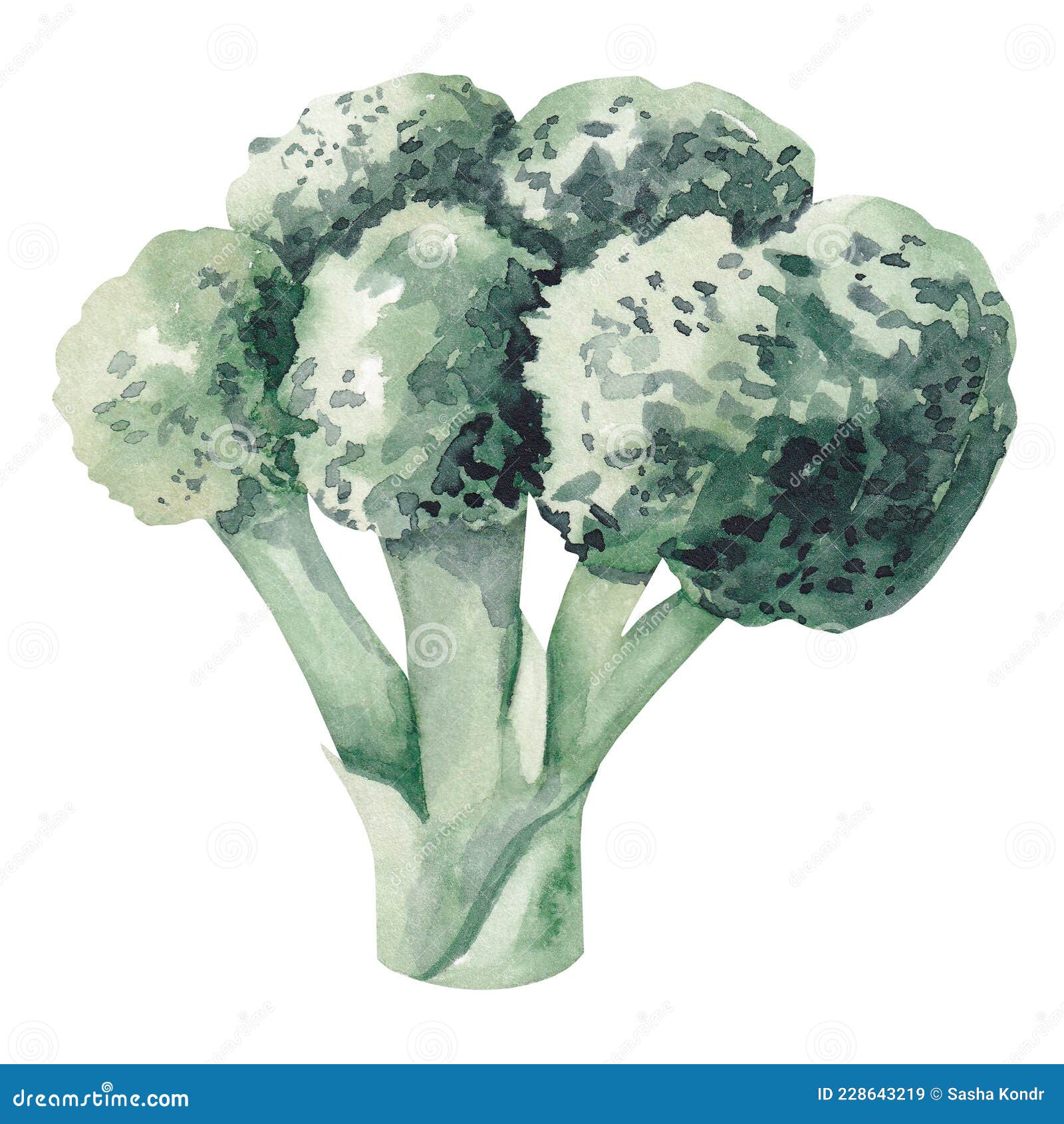 Watercolor Broccoli on a White Background Stock Illustration ...