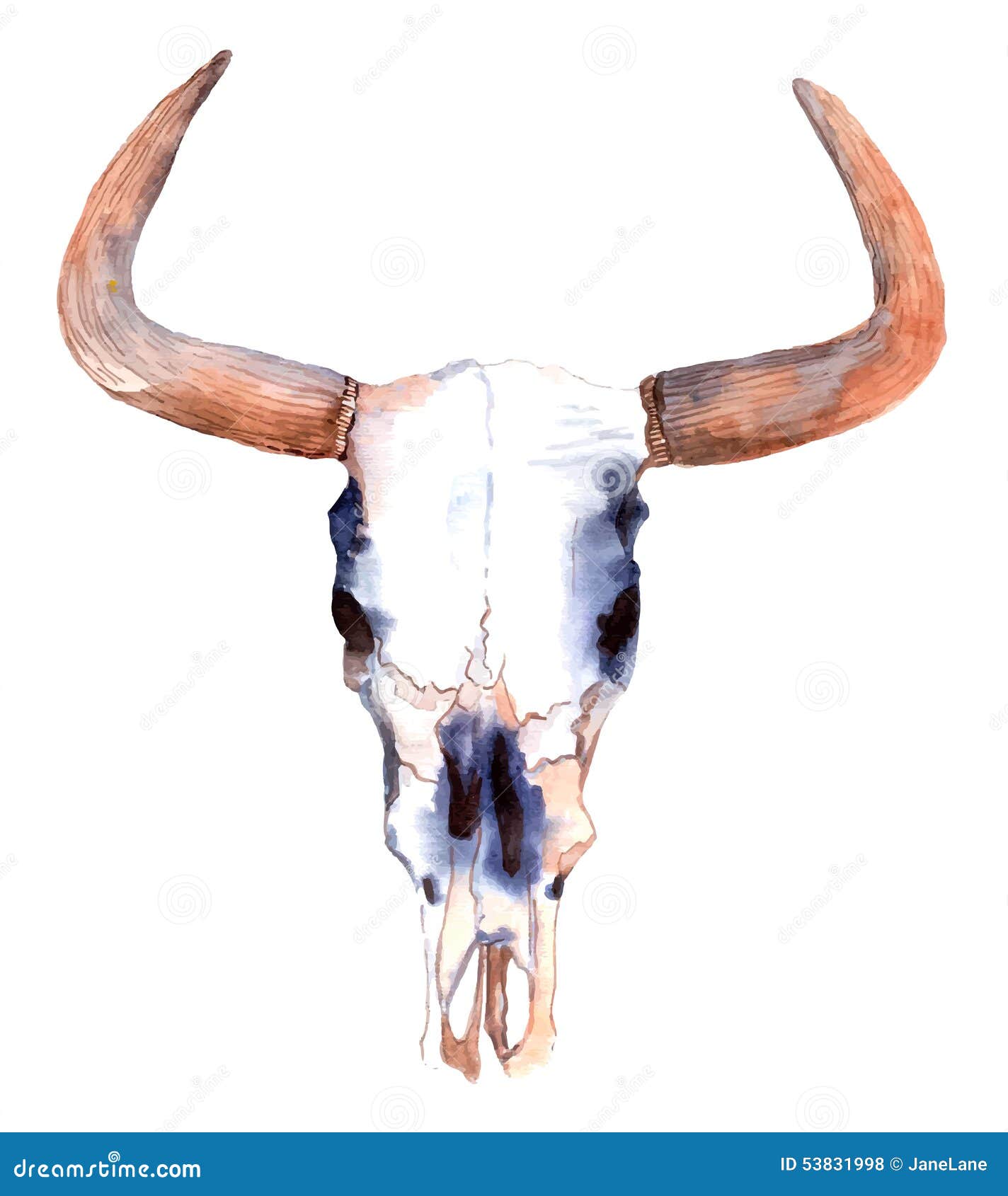 Watercolor bull skull stock vector. Illustration of symbol - 53831998