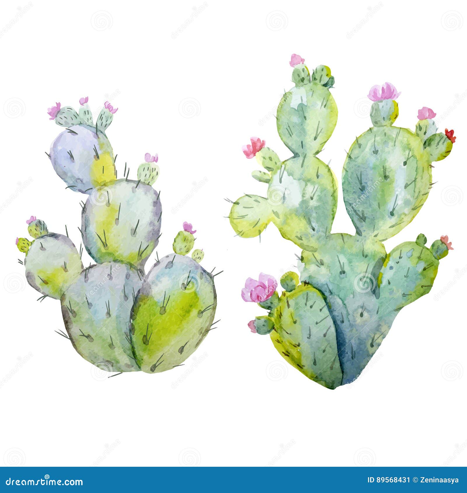 Watercolor Cactus Cartoon Vector | CartoonDealer.com #53412963