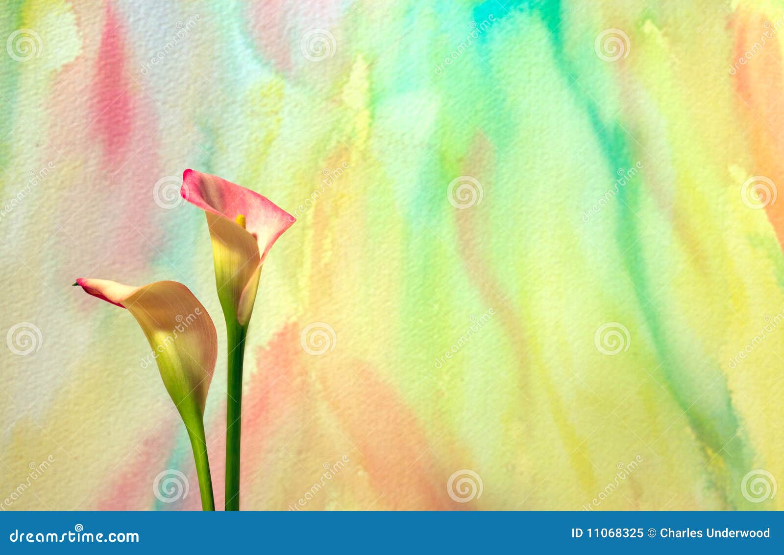 Watercolor with Calla Lilies Stock Image - Image of beauty, colorful ...