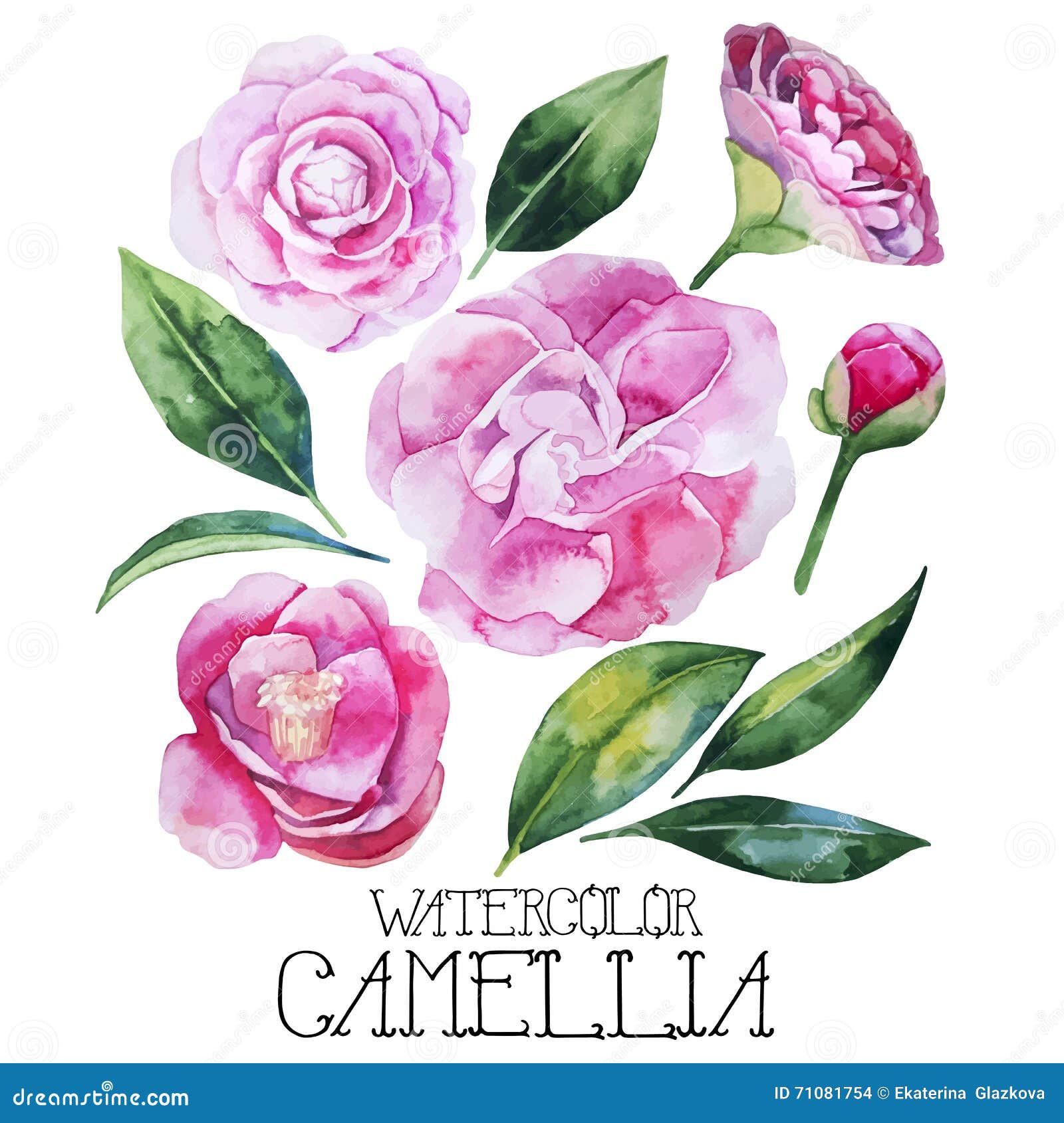 Watercolor camellia set stock vector. Illustration of design - 71081754