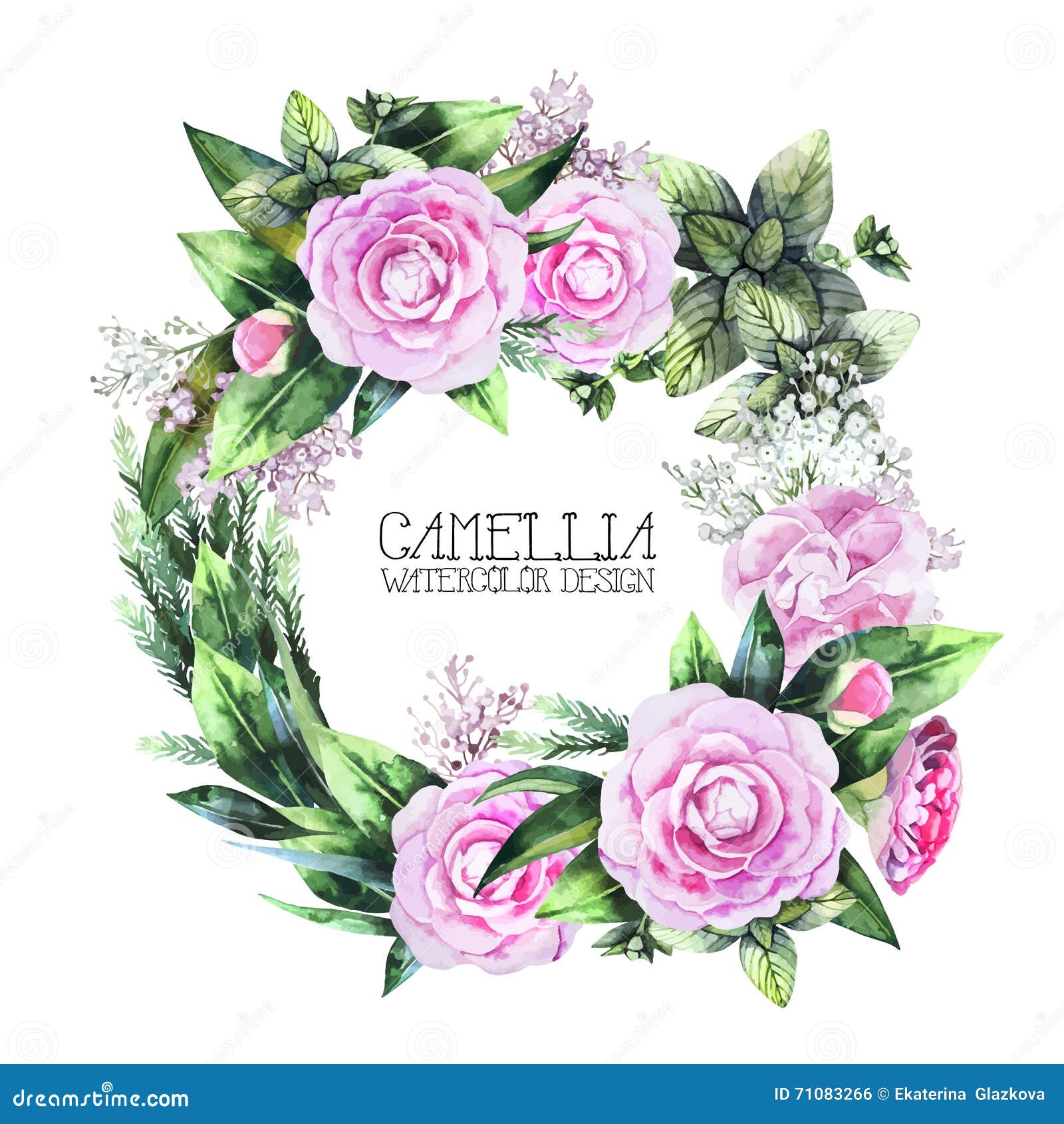 Watercolor Camellia. Collection Of Camellias, Buds And Leaves On A ...